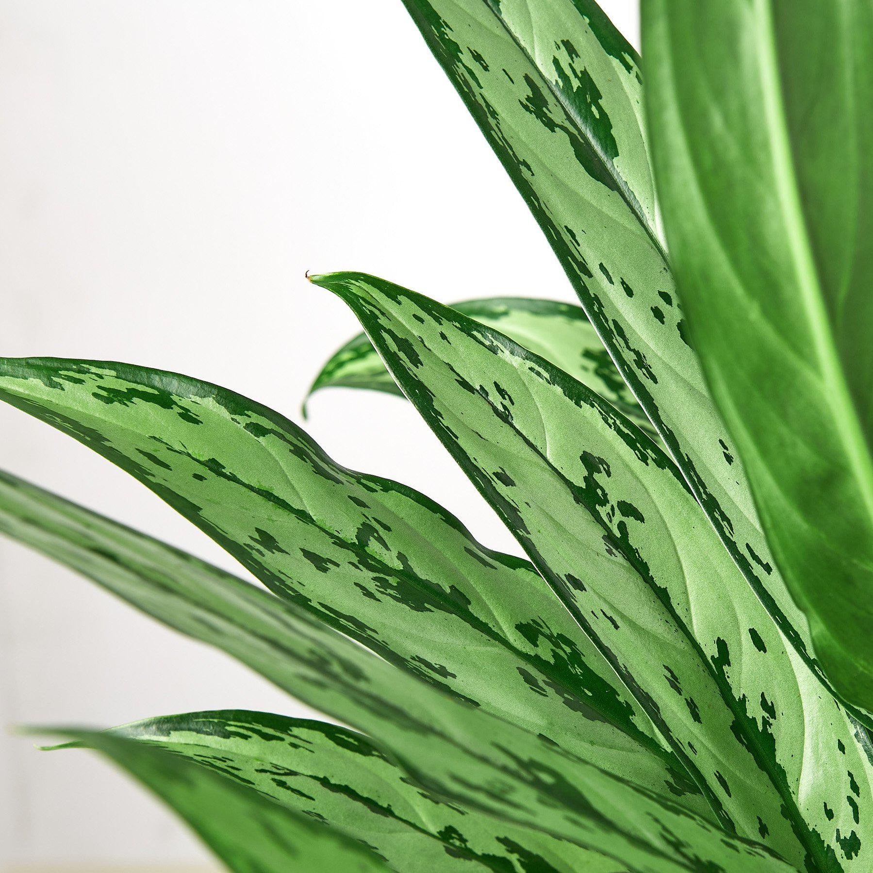Chinese Evergreen 'Cutlass' — House Plant Shop