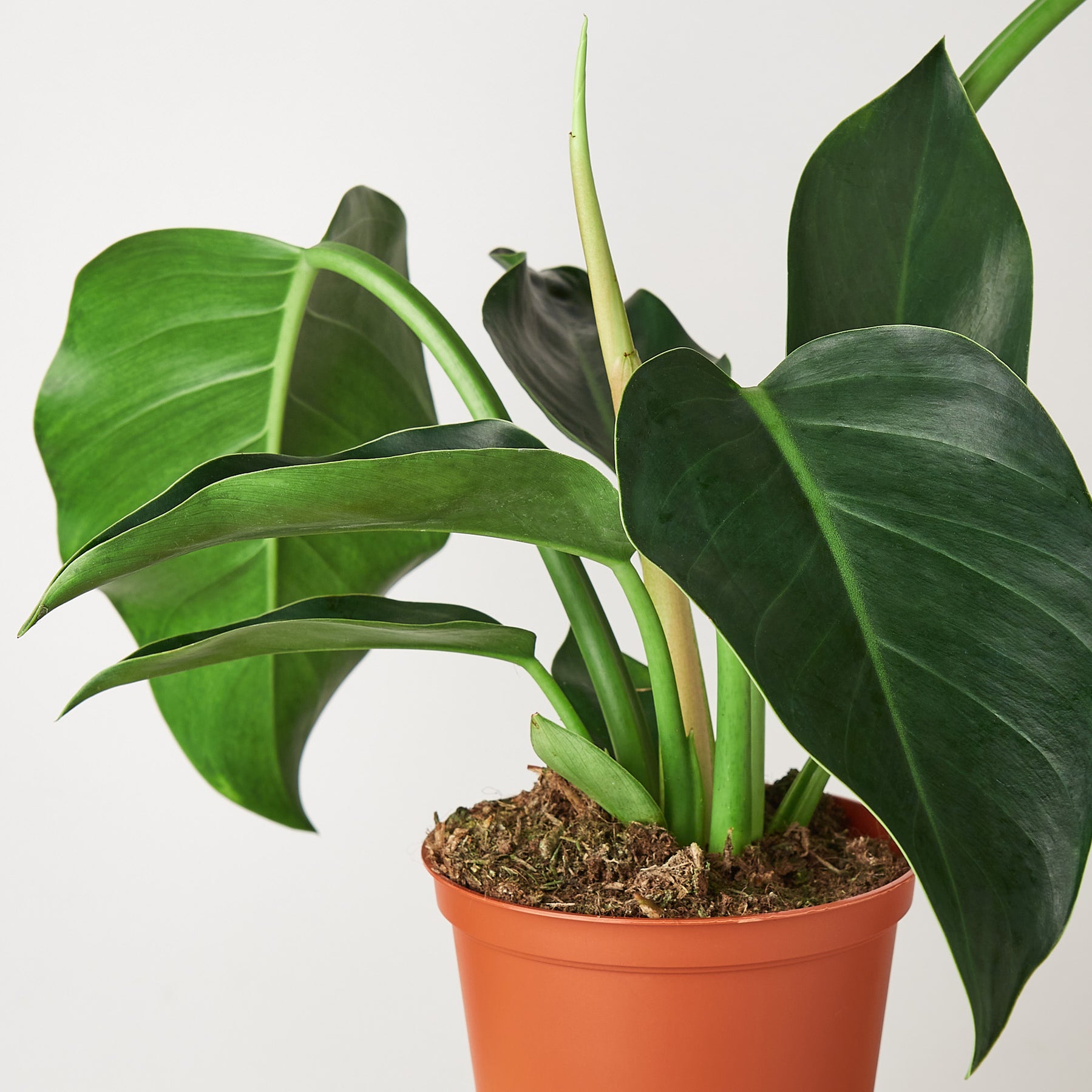 Philodendron 'Congo Green' | Indoor Plant | Tropical Plant | Potted ...