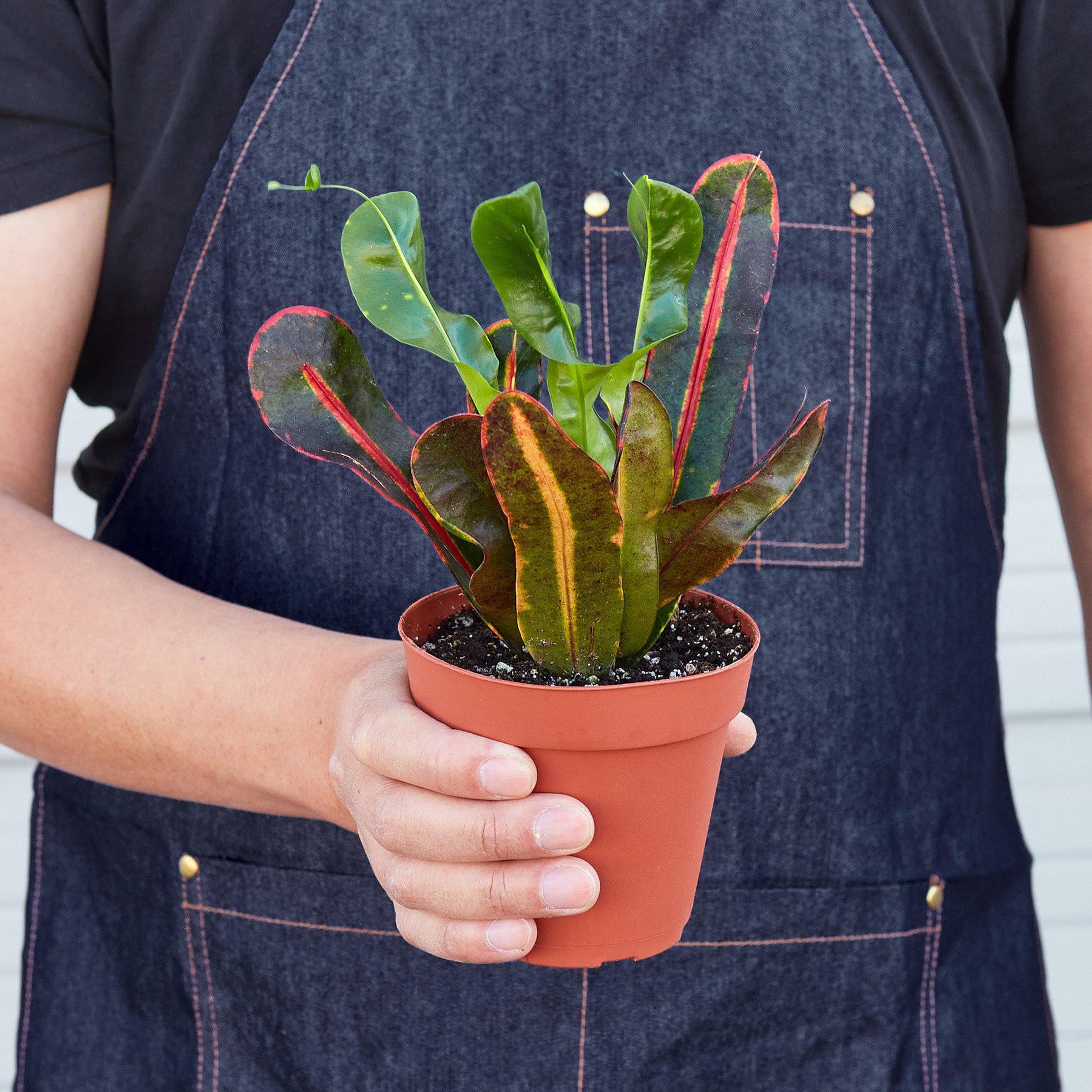 Croton Mammy | Indoor Plant | Tropical Plant | Potted Plant — House ...