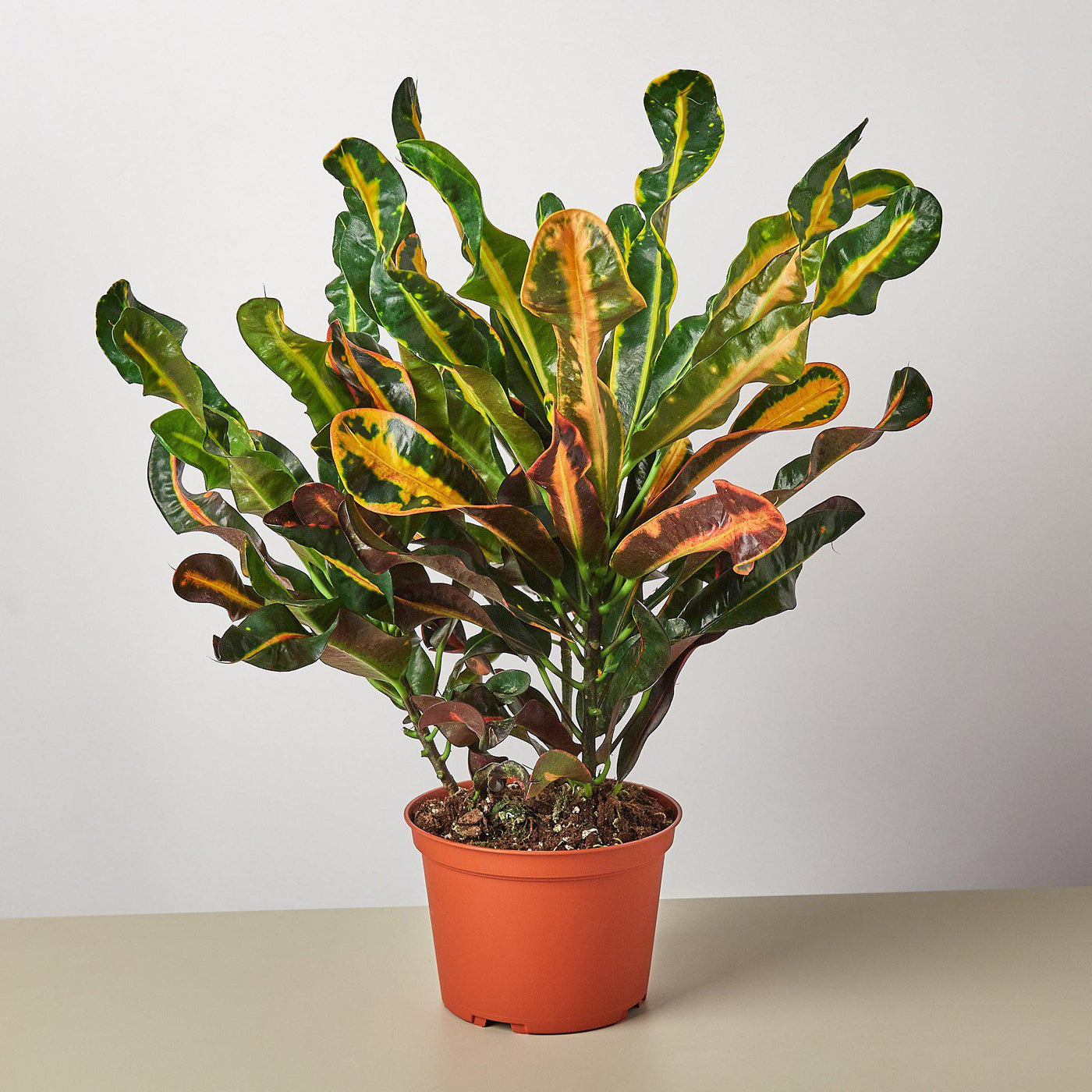 Croton Mammy | Indoor Plant | Tropical Plant | Potted Plant — House ...