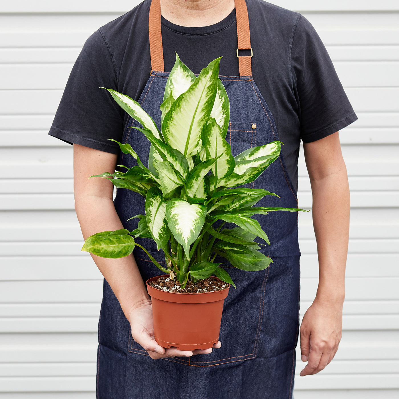 Dieffenbachia Camille 'Dumb Cane' | Indoor Plant | Tropical Plant ...