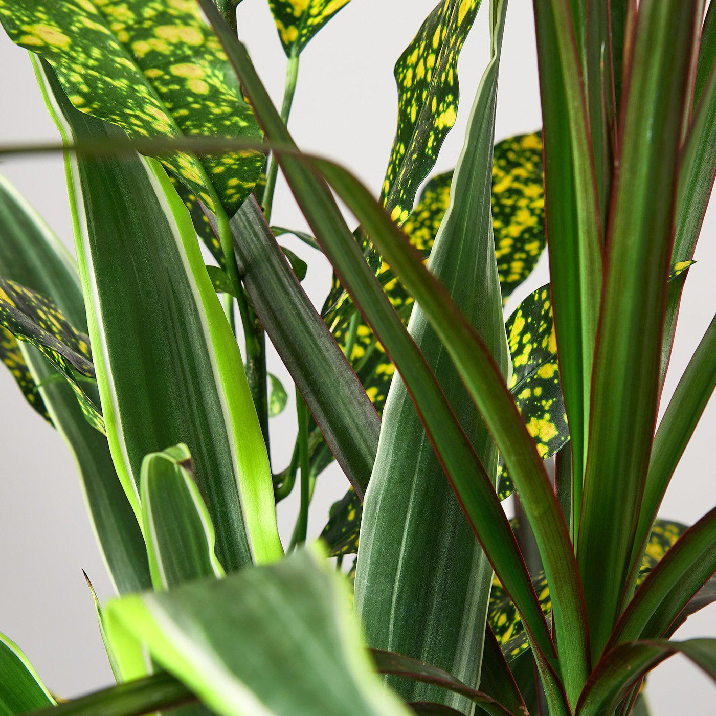 Dracaena 'Combo' — House Plant Shop