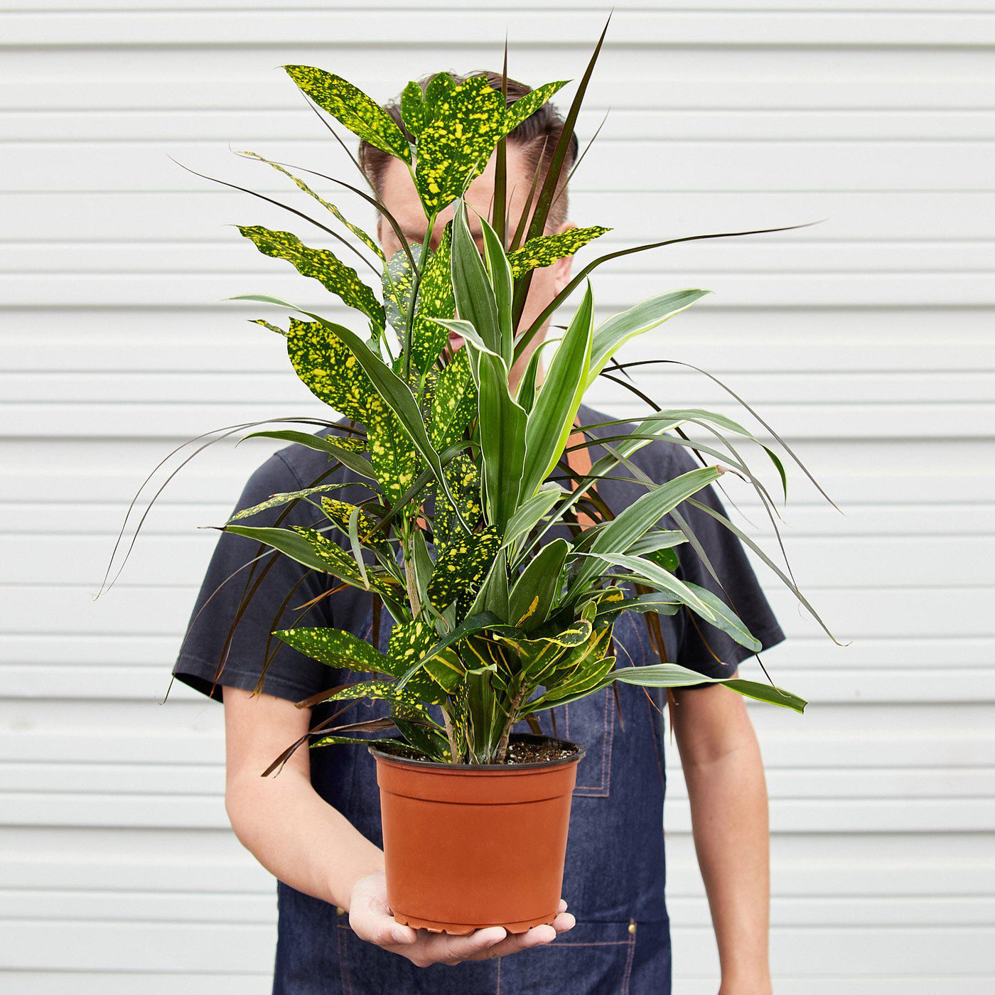 Dracaena 'Combo' | House Plant Shop