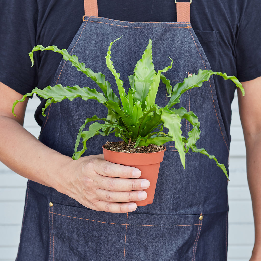 All Plants — Page 3 — House Plant Shop
