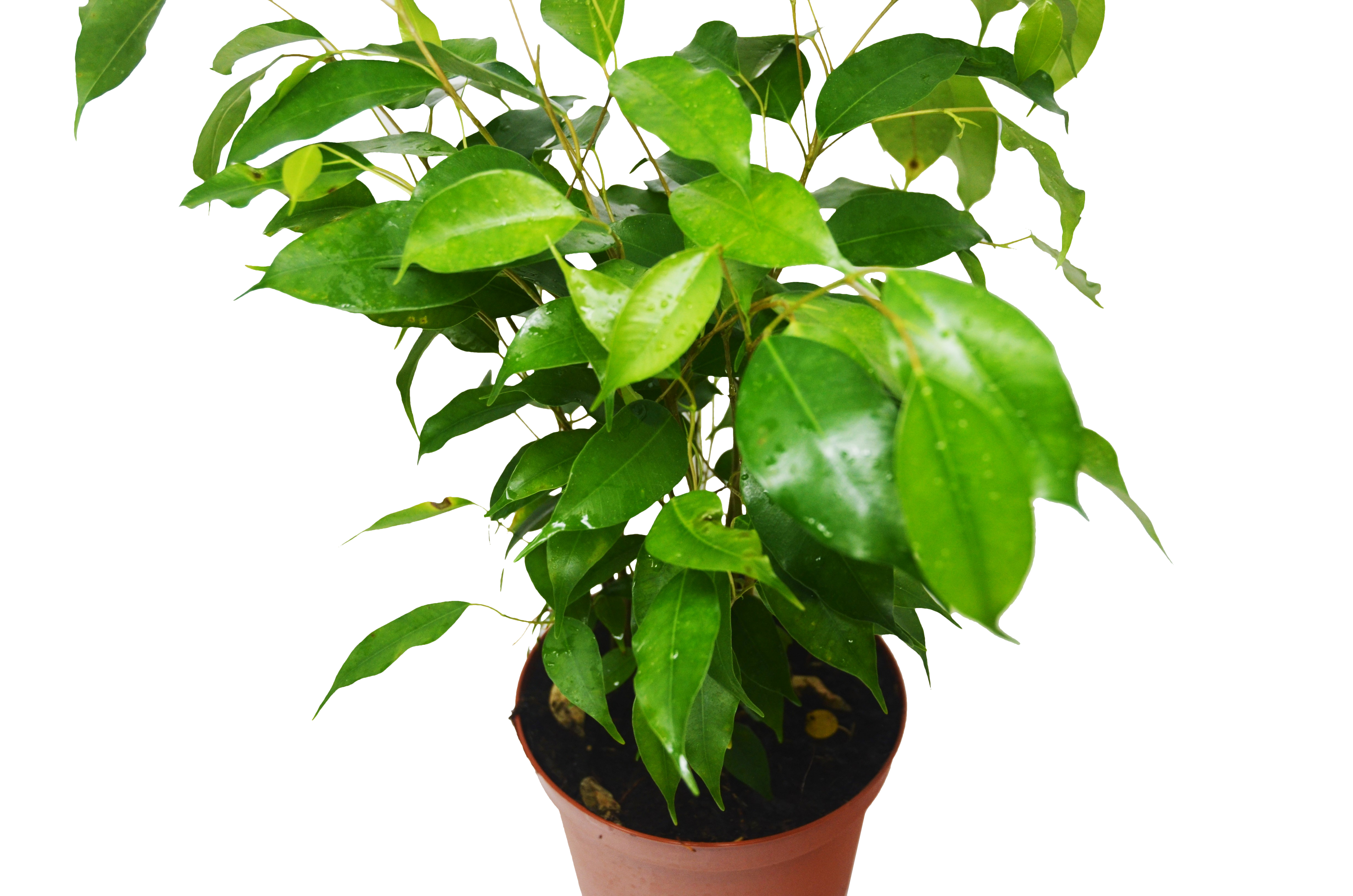Ficus 'Benjamina' | Indoor Plant | Tropical Plant | Potted Plant ...