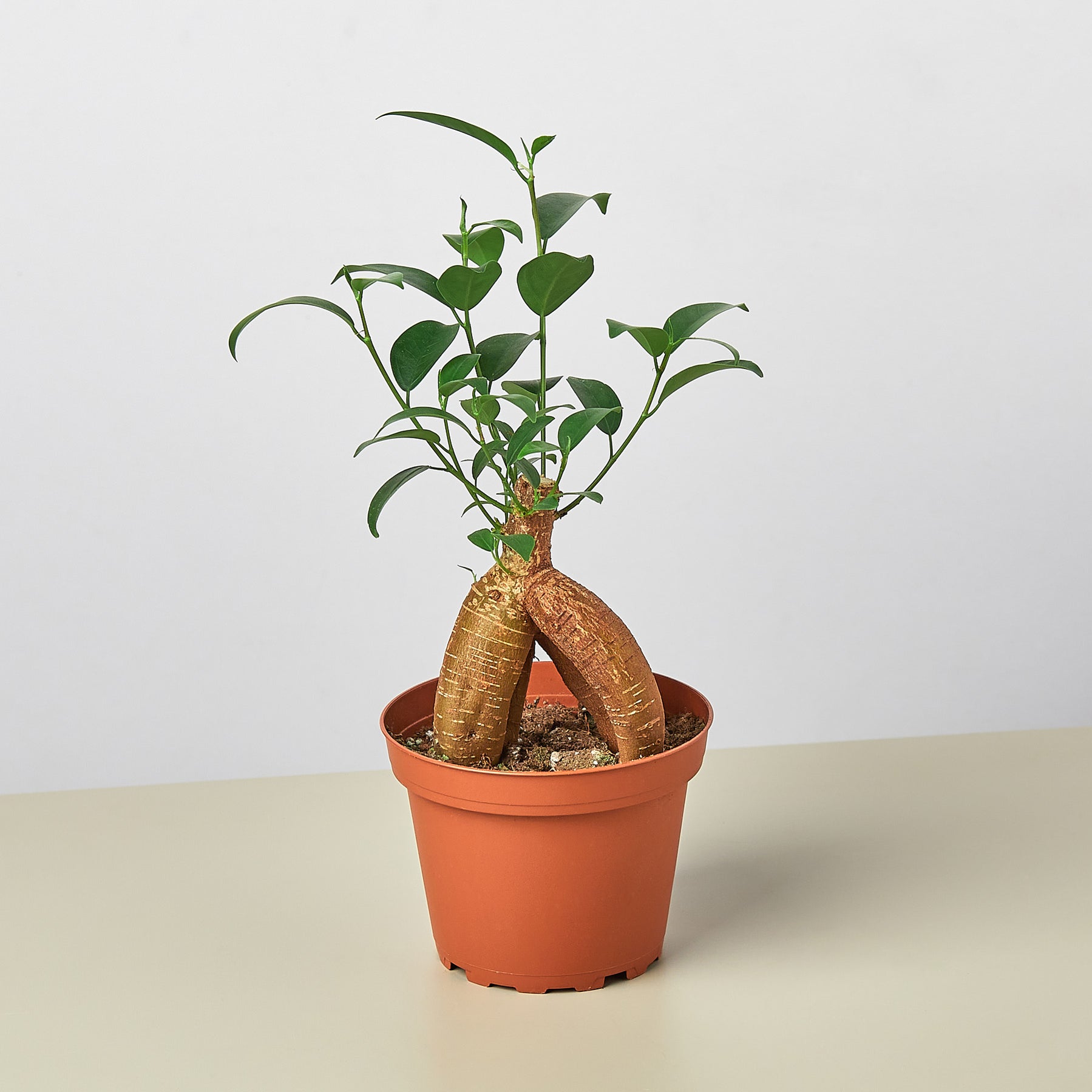 Ficus 'Ginseng' | Indoor Plant | Tropical Plant | Potted Plant — House ...
