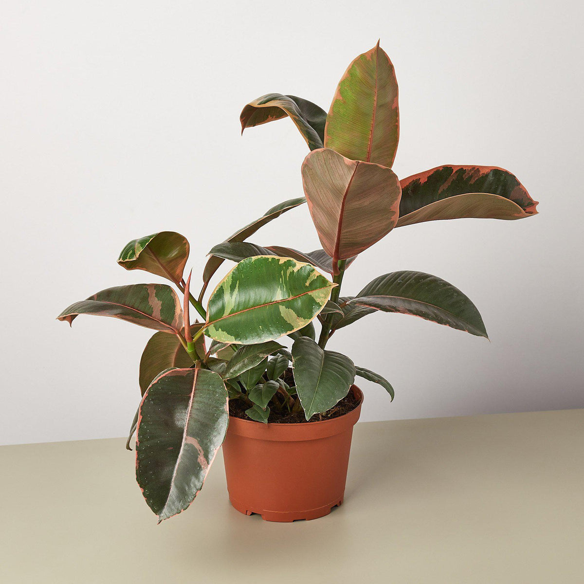 Ficus Elastica 'Ruby Pink' | Indoor Plant | Tropical Plant | Potted ...
