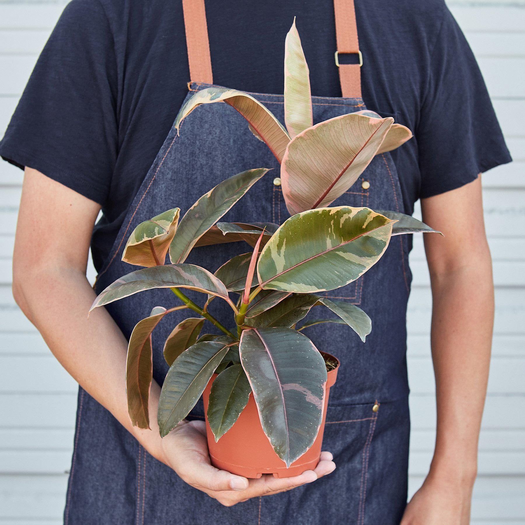 Ficus Elastica 'Ruby Pink' | Indoor Plant | Tropical Plant | Potted ...