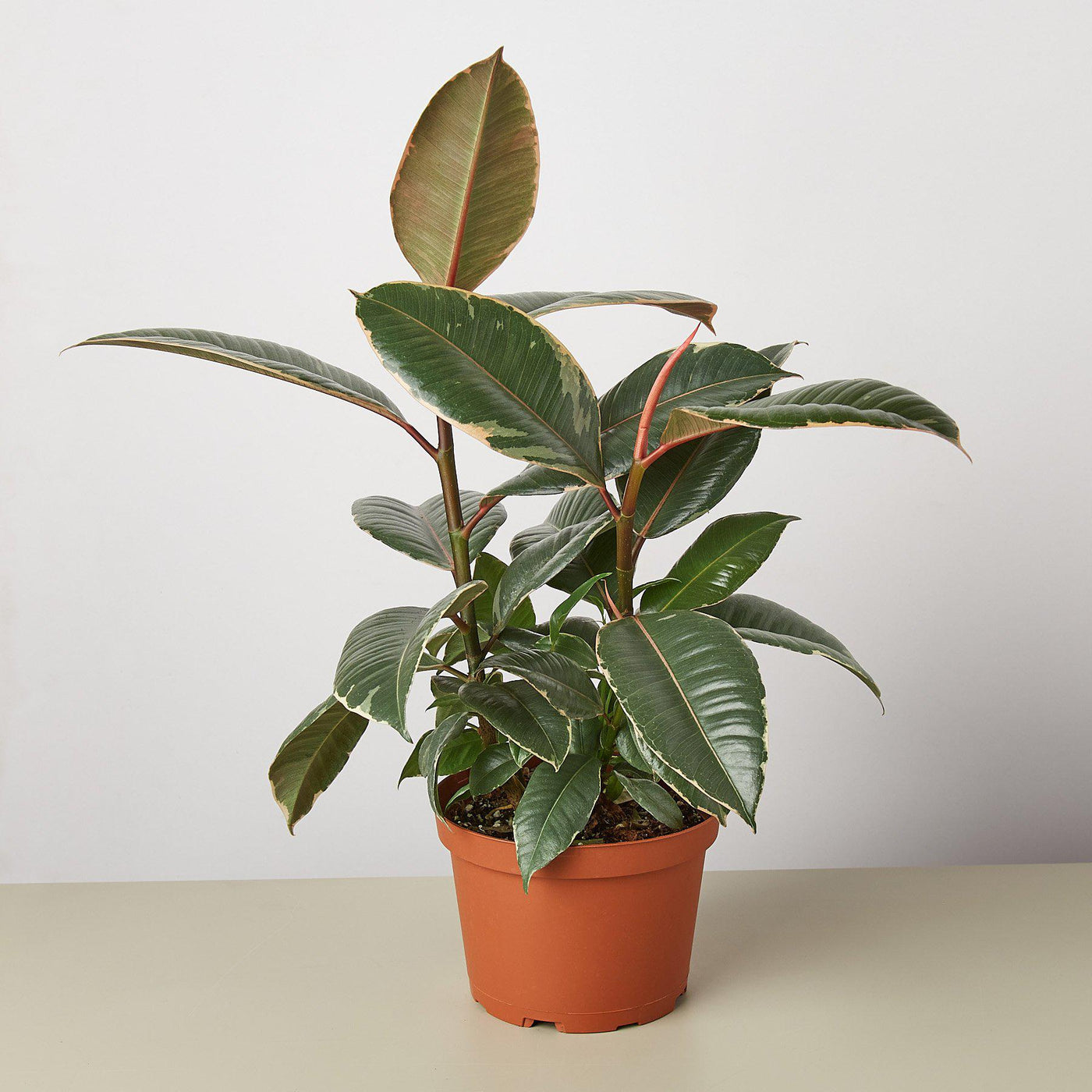 Ficus Elastica 'Tineke' | Indoor Plant | Tropical Plant | Potted Plant ...