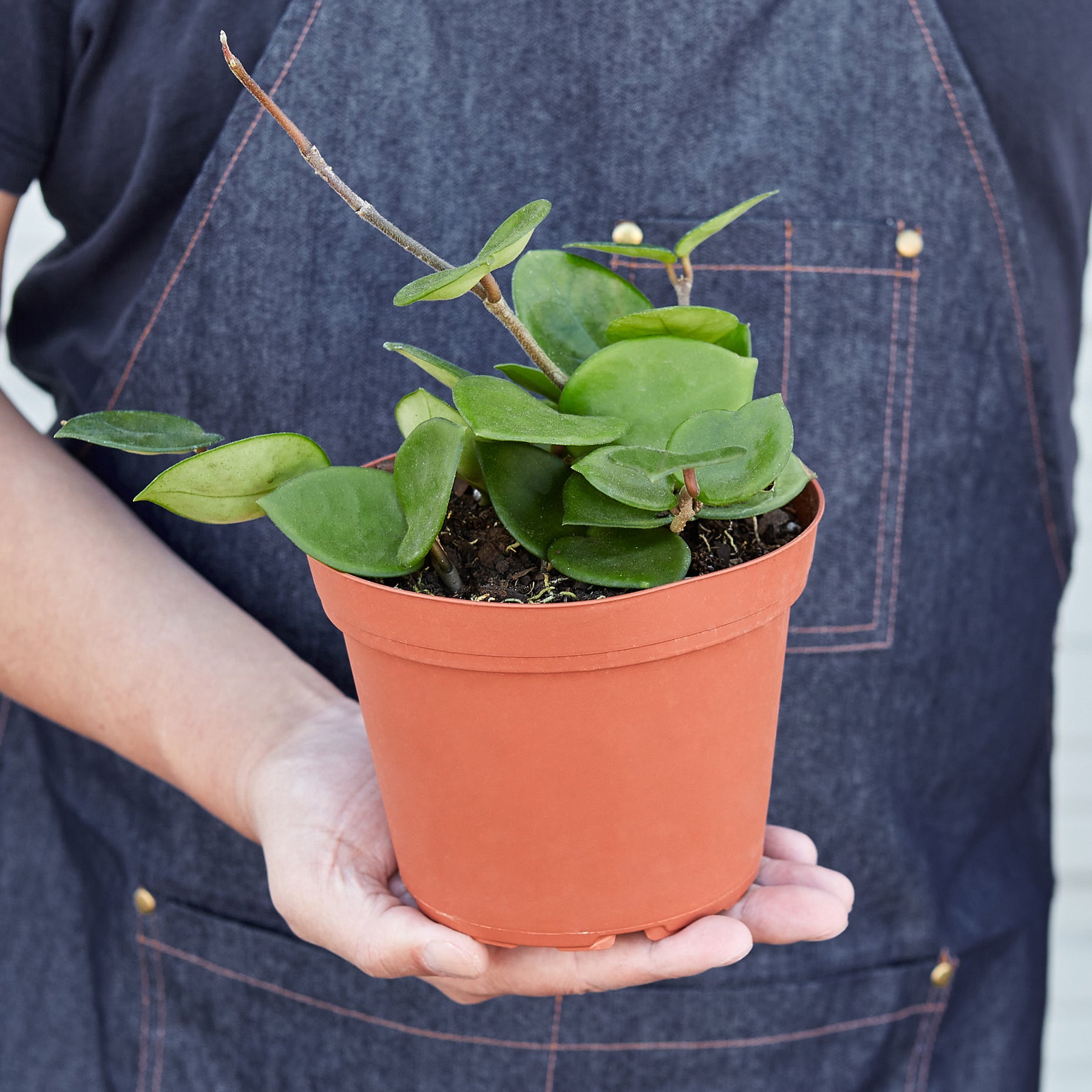 Hoya Carnosa 'Chelsea' | Indoor Plant | Tropical Plant | Potted Plant ...