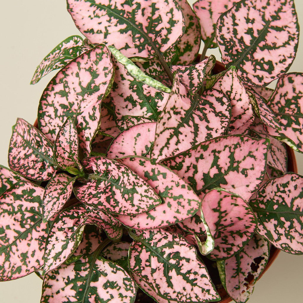 Hypoestes Care Guide — House Plant Shop