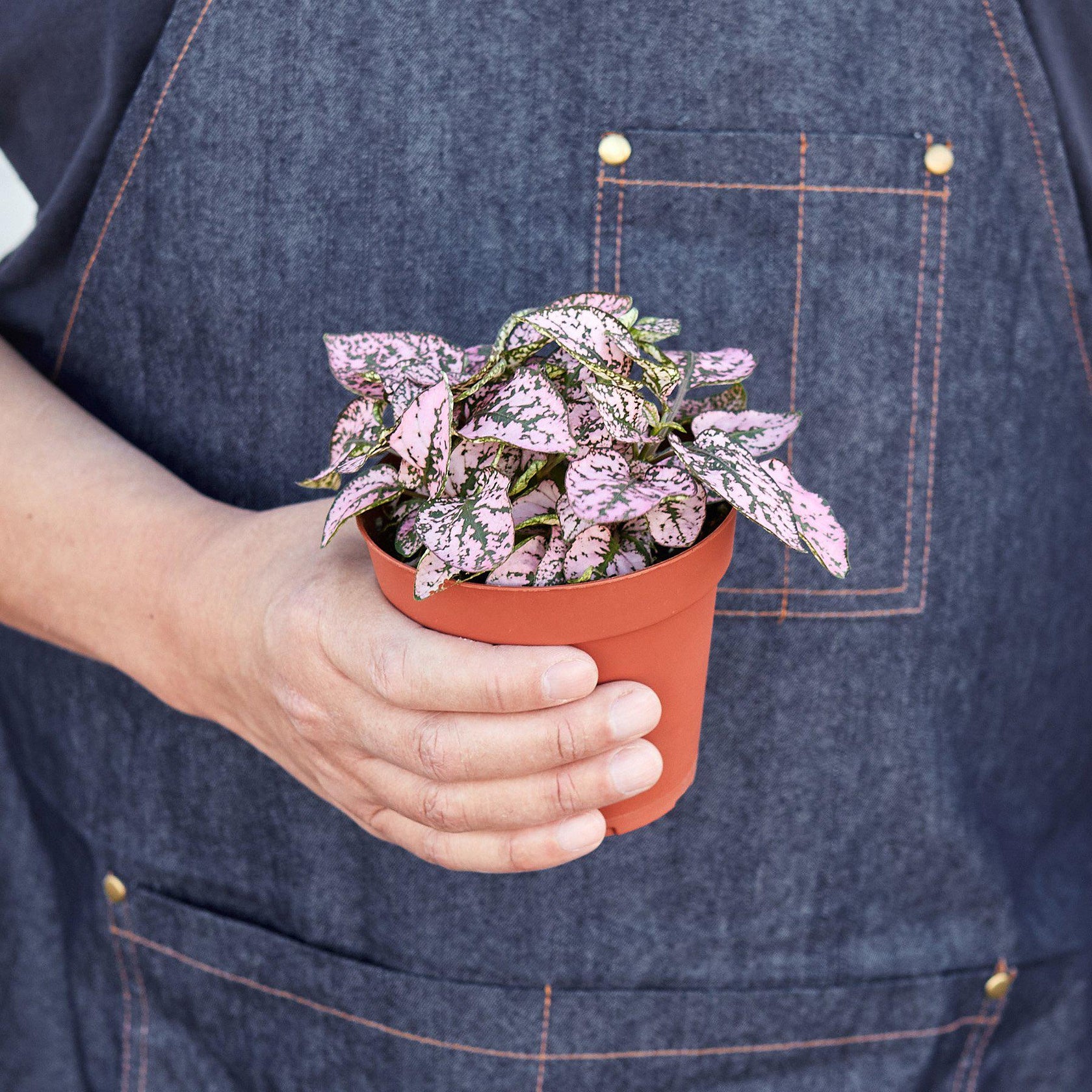 Hypoestes Care Guide — House Plant Shop