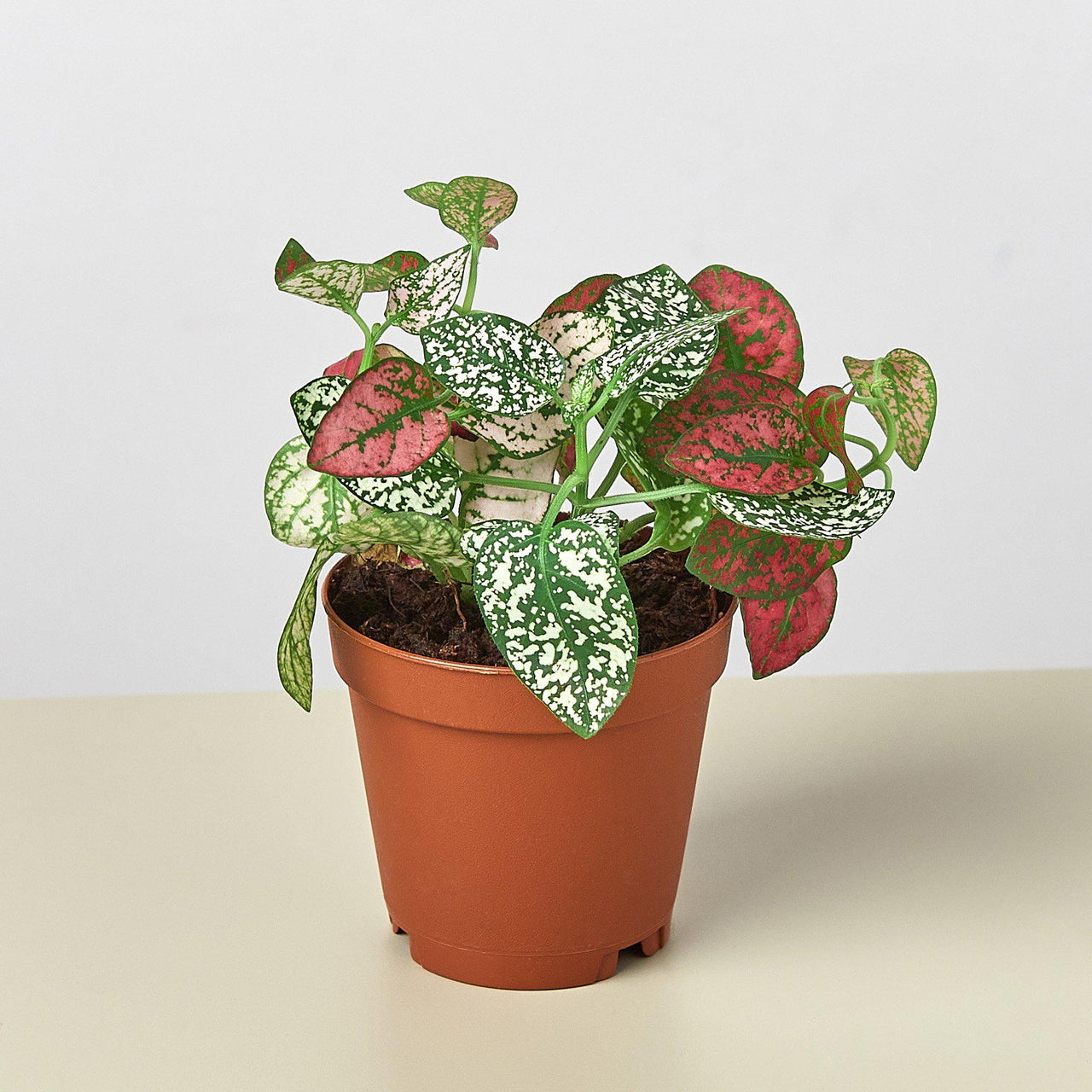 Hypoestes Care Guide — House Plant Shop