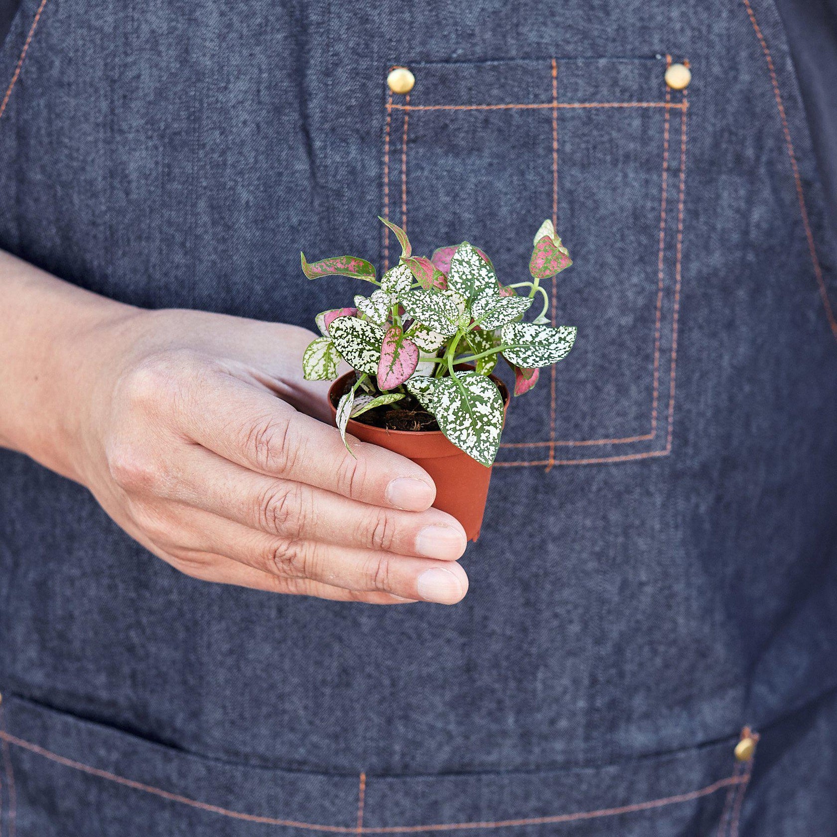 Hypoestes Care Guide — House Plant Shop