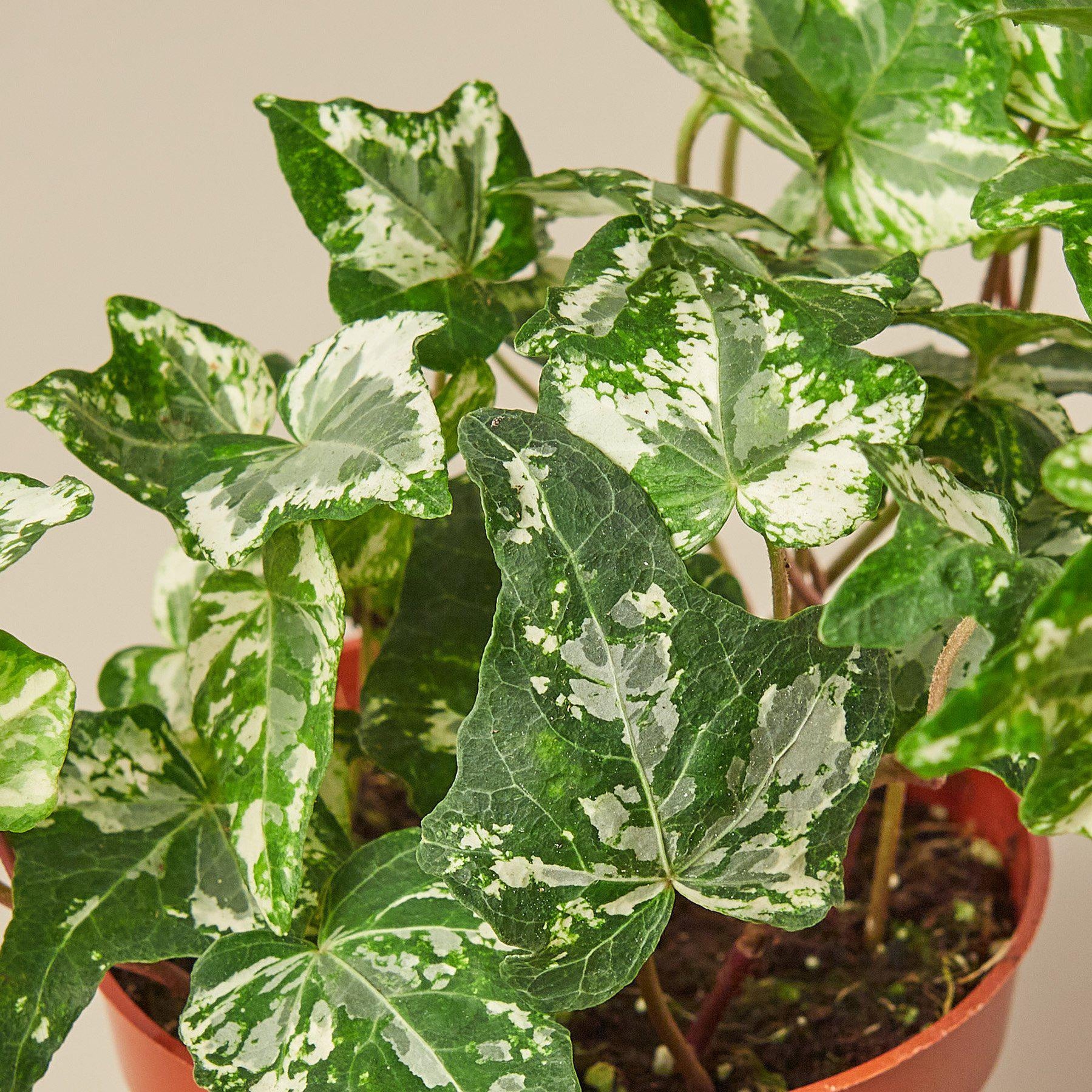 English Ivy 'Kolibre' — House Plant Shop