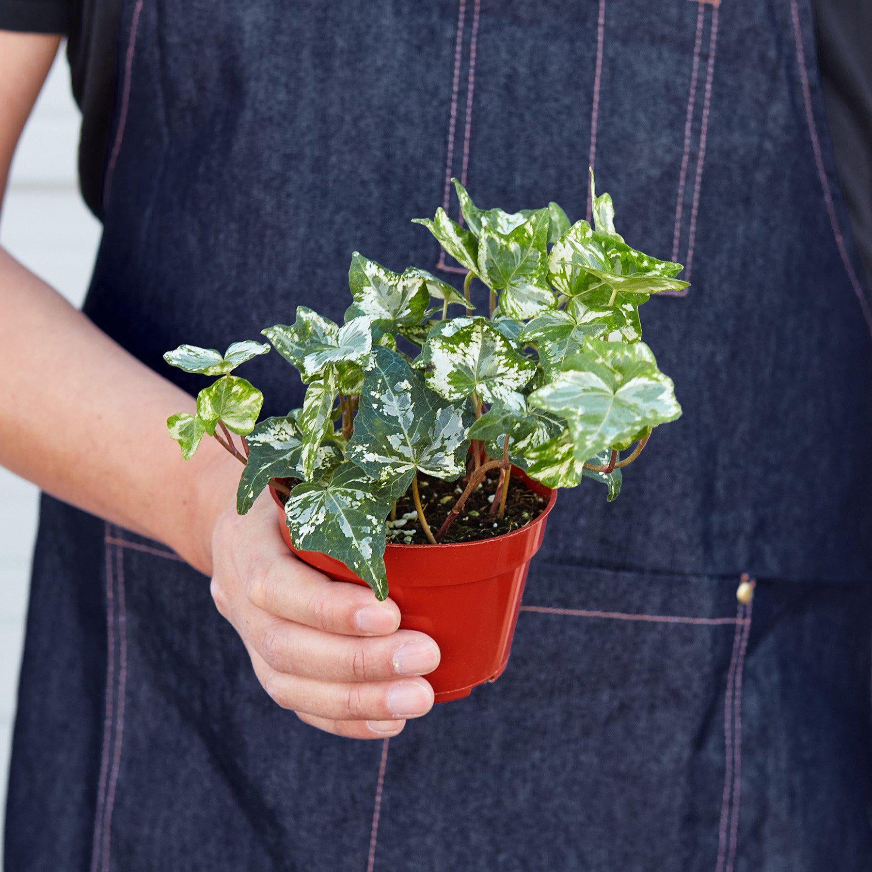 English Ivy 'Kolibre' — House Plant Shop