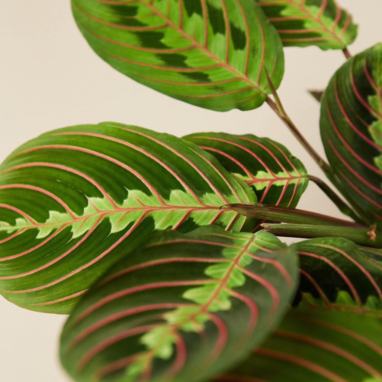 Maranta Care Guide — House Plant Shop