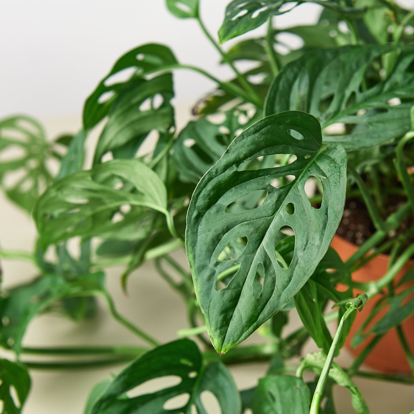 Monstera Adansonii 'Swiss Cheese' | Indoor Plant | Tropical Plant ...