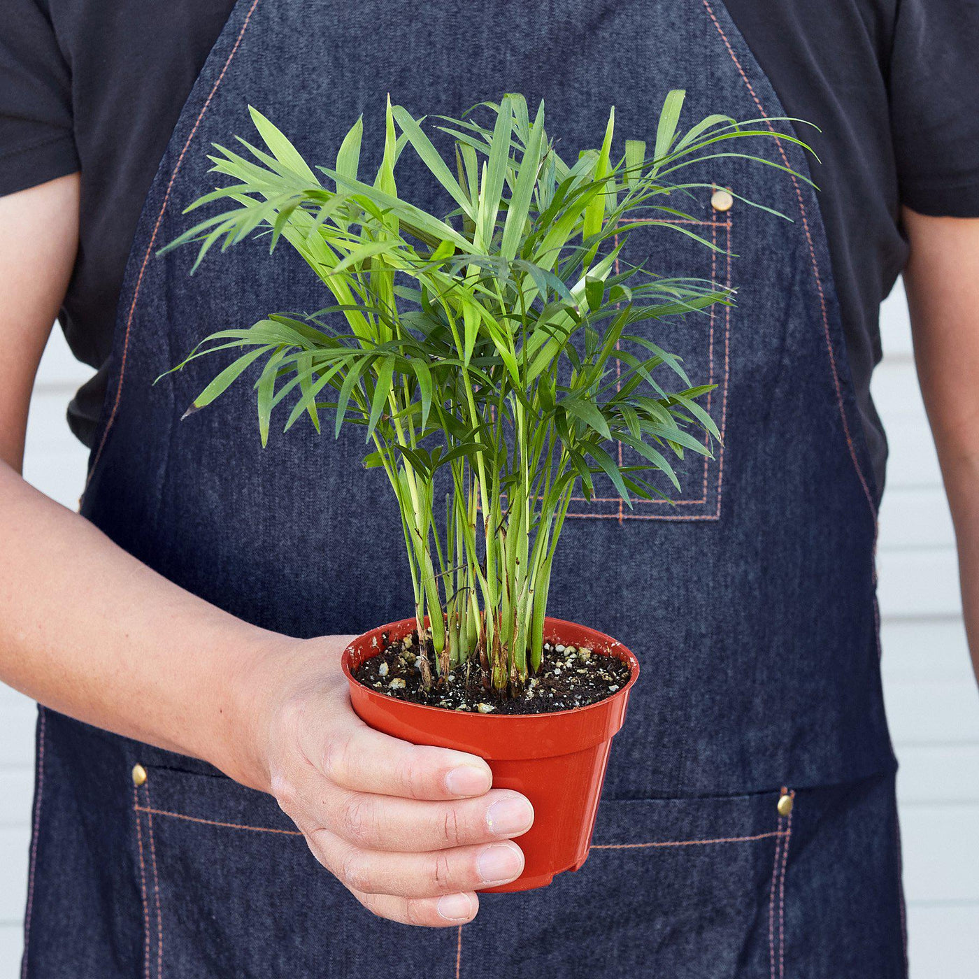 Parlor Palm | Indoor Plant | Tropical Plant | Chamaedorea elegans ...