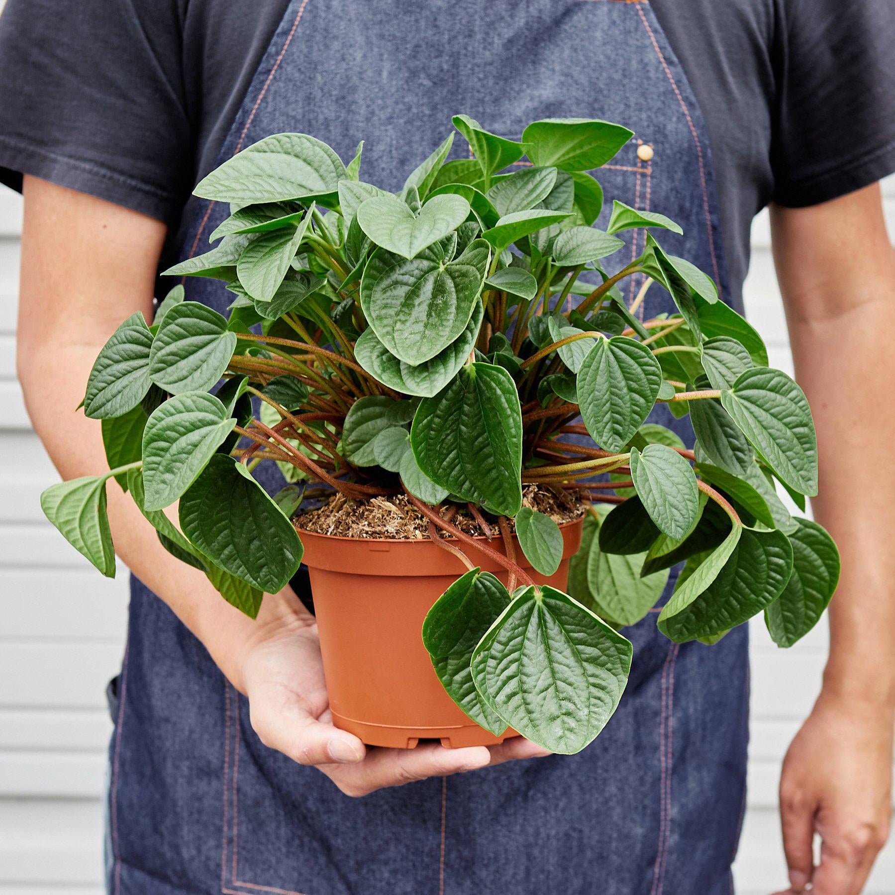 Peperomia 'Rana Verde' | Indoor Plant | Tropical Plant | Potted Plant ...