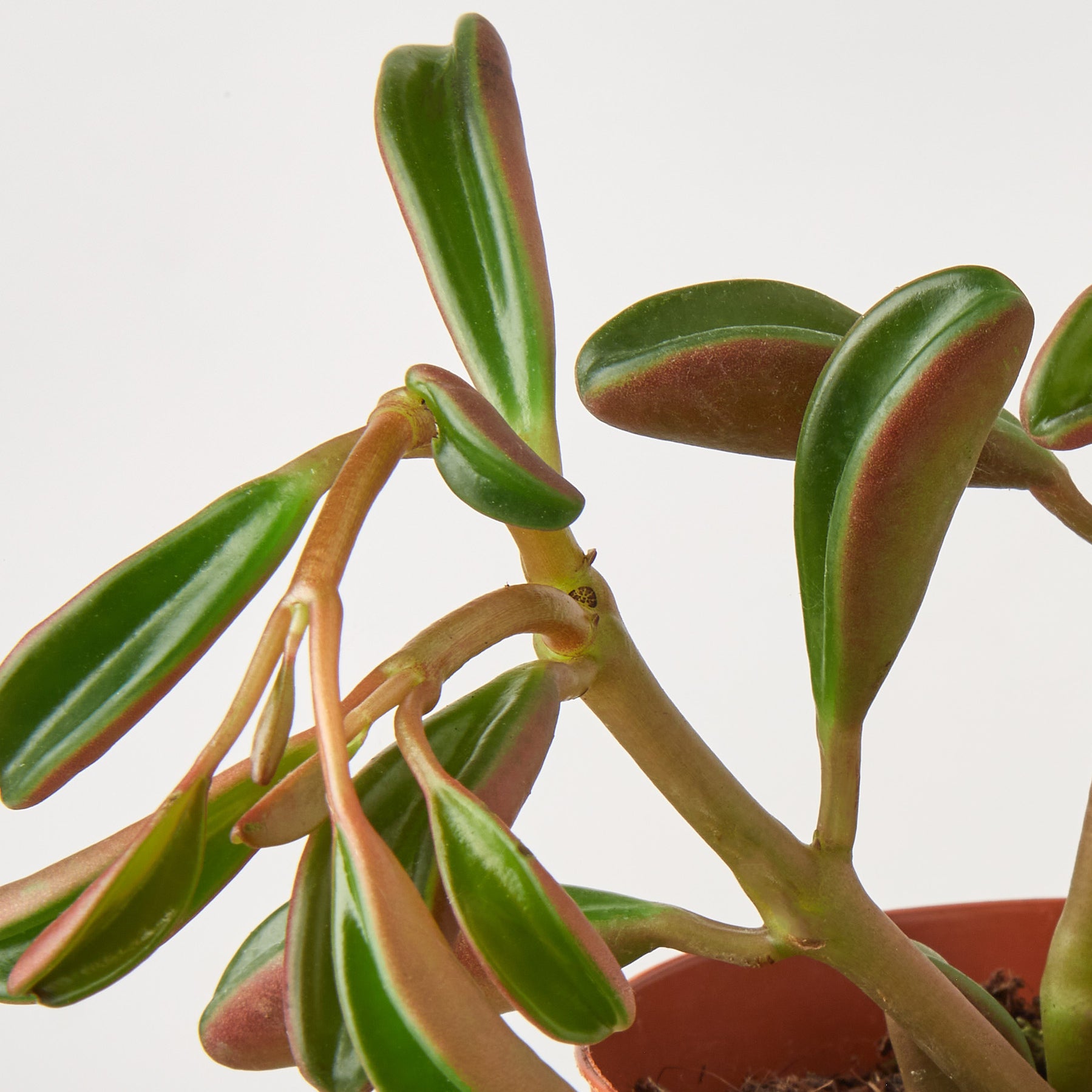 Peperomia 'Ruby Glow' | Indoor Plant | Tropical Plant | Potted Plant ...