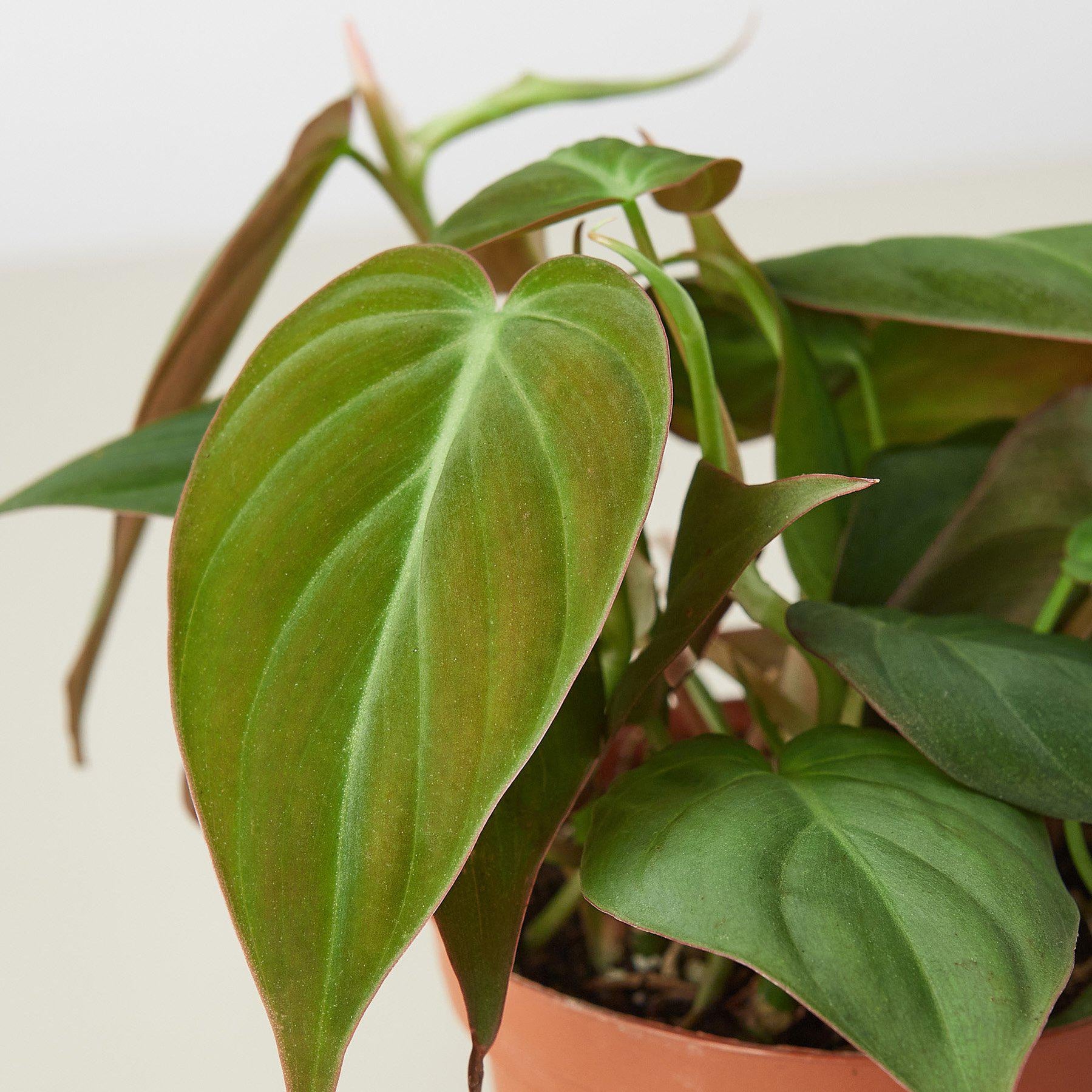 Philodendron 'Velvet' | Indoor Plant | Tropical Plant | Potted Plant ...