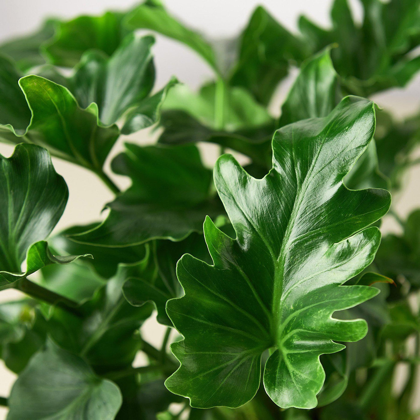 Philodendron ‘Little Hope' | Indoor Plant | Tropical Plant | Potted ...