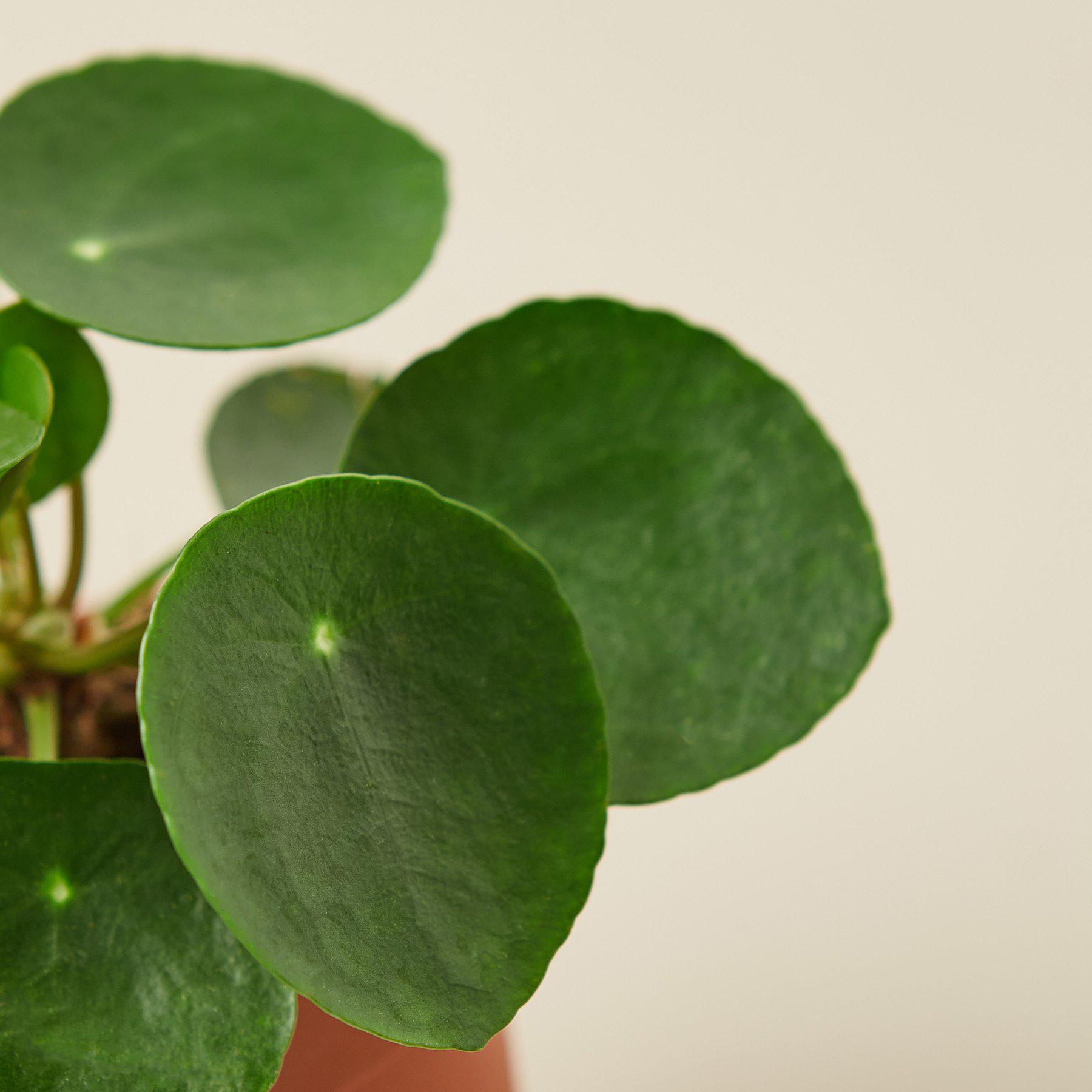 Pilea Care Guide — House Plant Shop