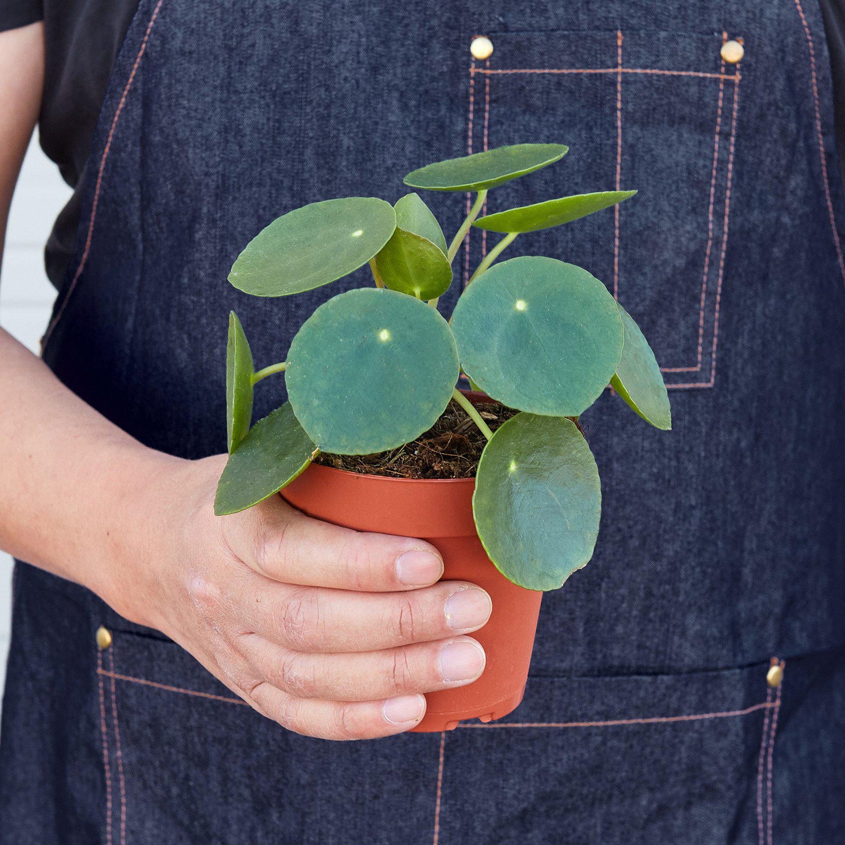 Pilea Care Guide — House Plant Shop