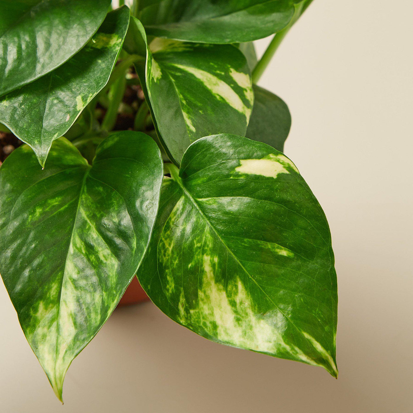 Pothos 'Golden' | Indoor Plant | Tropical Plant | Potted Plant — House ...