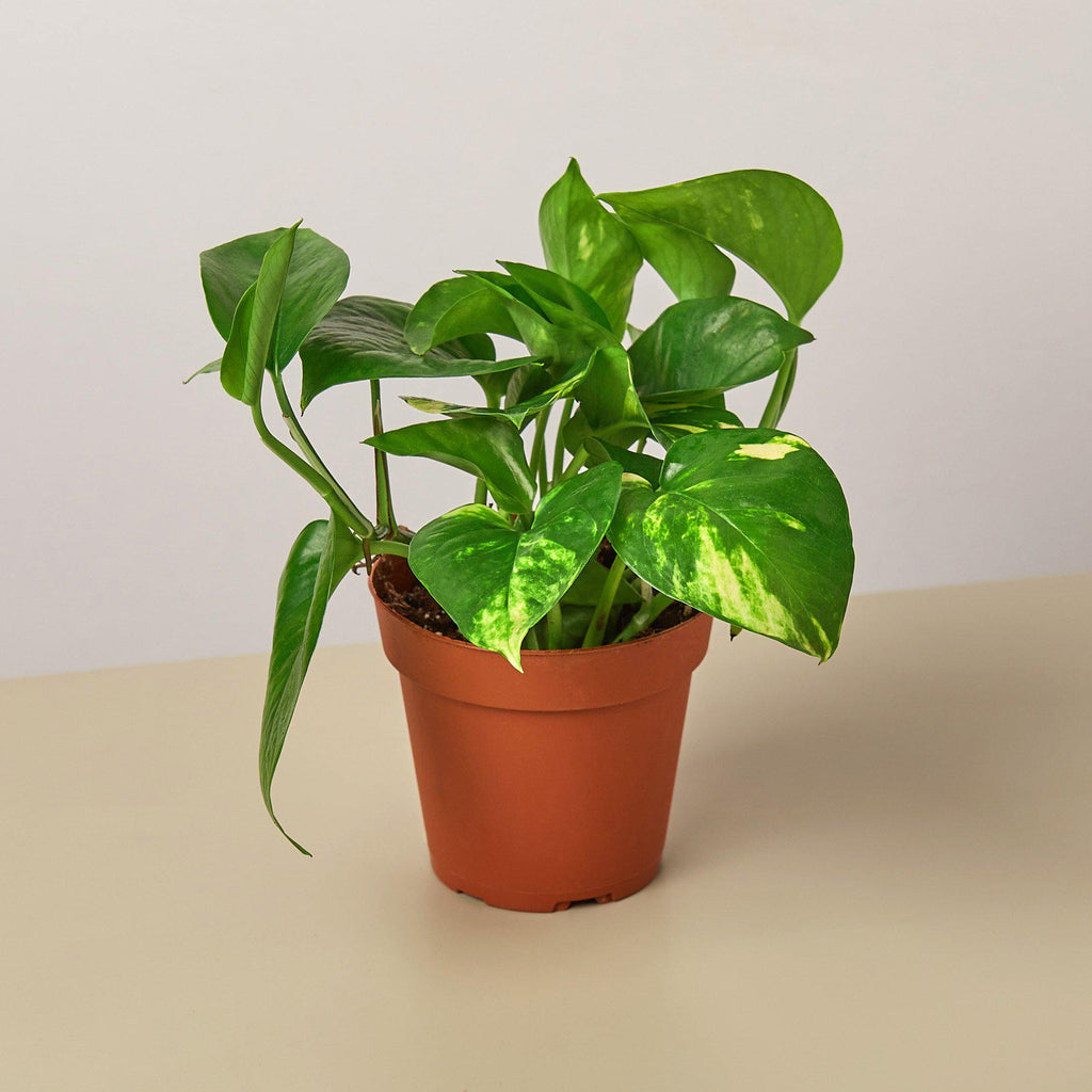 Pothos Plants — House Plant Shop