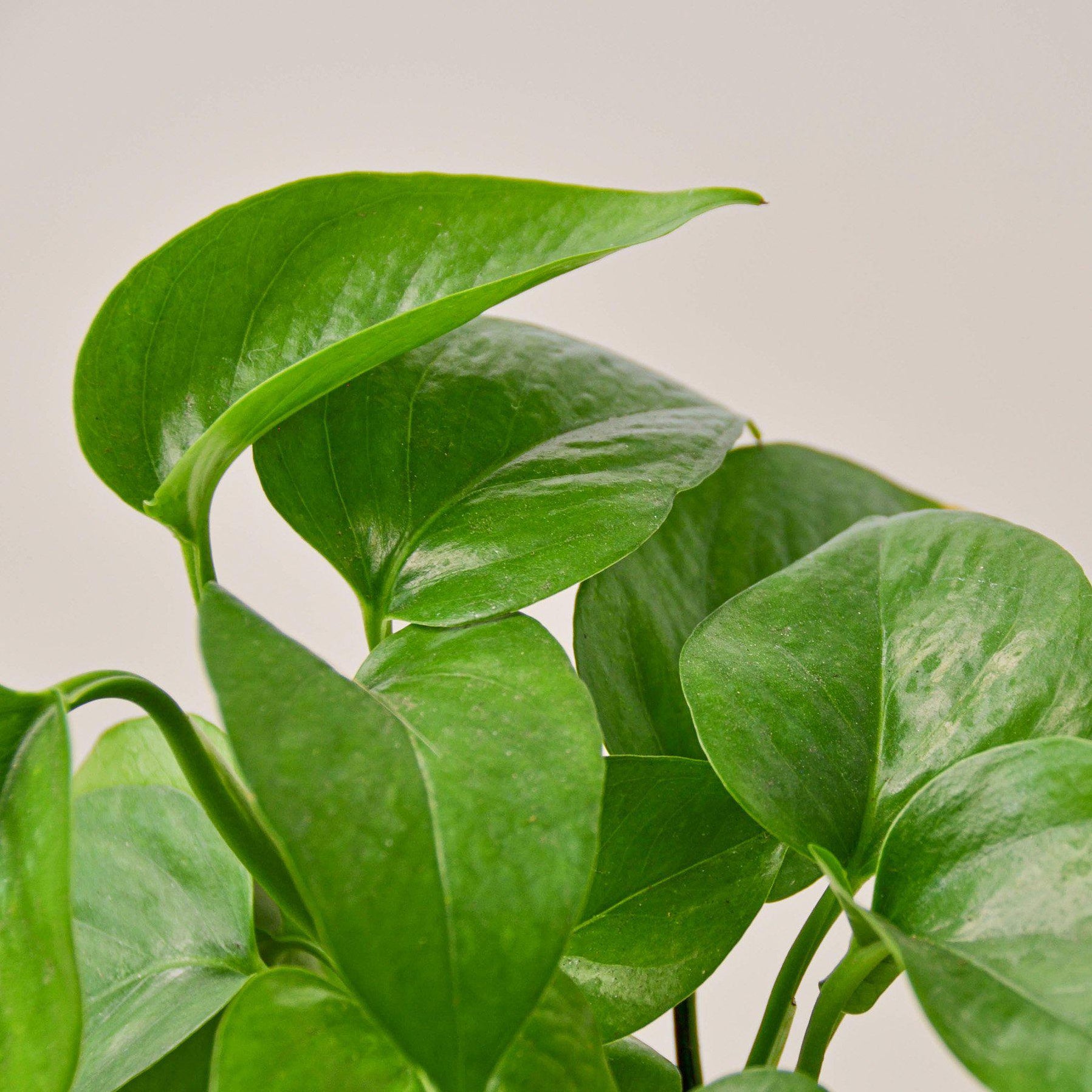 Pothos Plants — House Plant Shop
