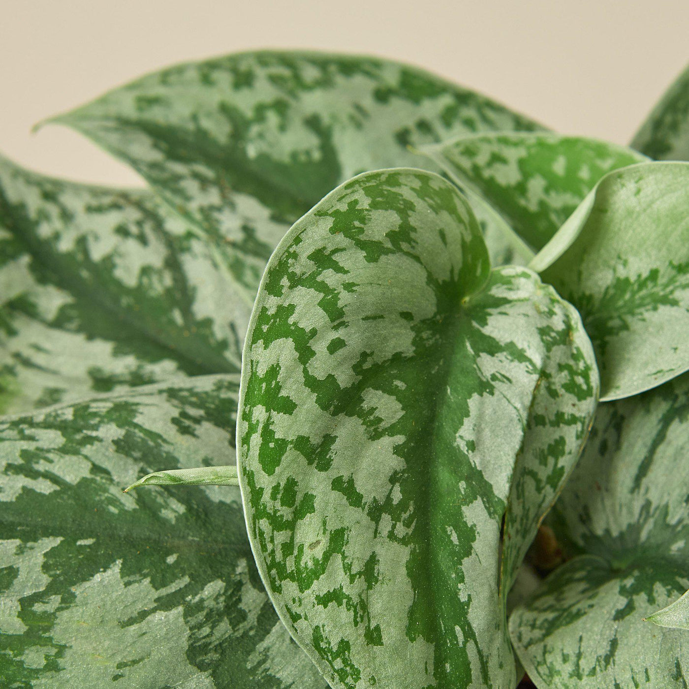Pothos 'Silver Splash' | Indoor Plant | Tropical Plant | Potted Plant ...