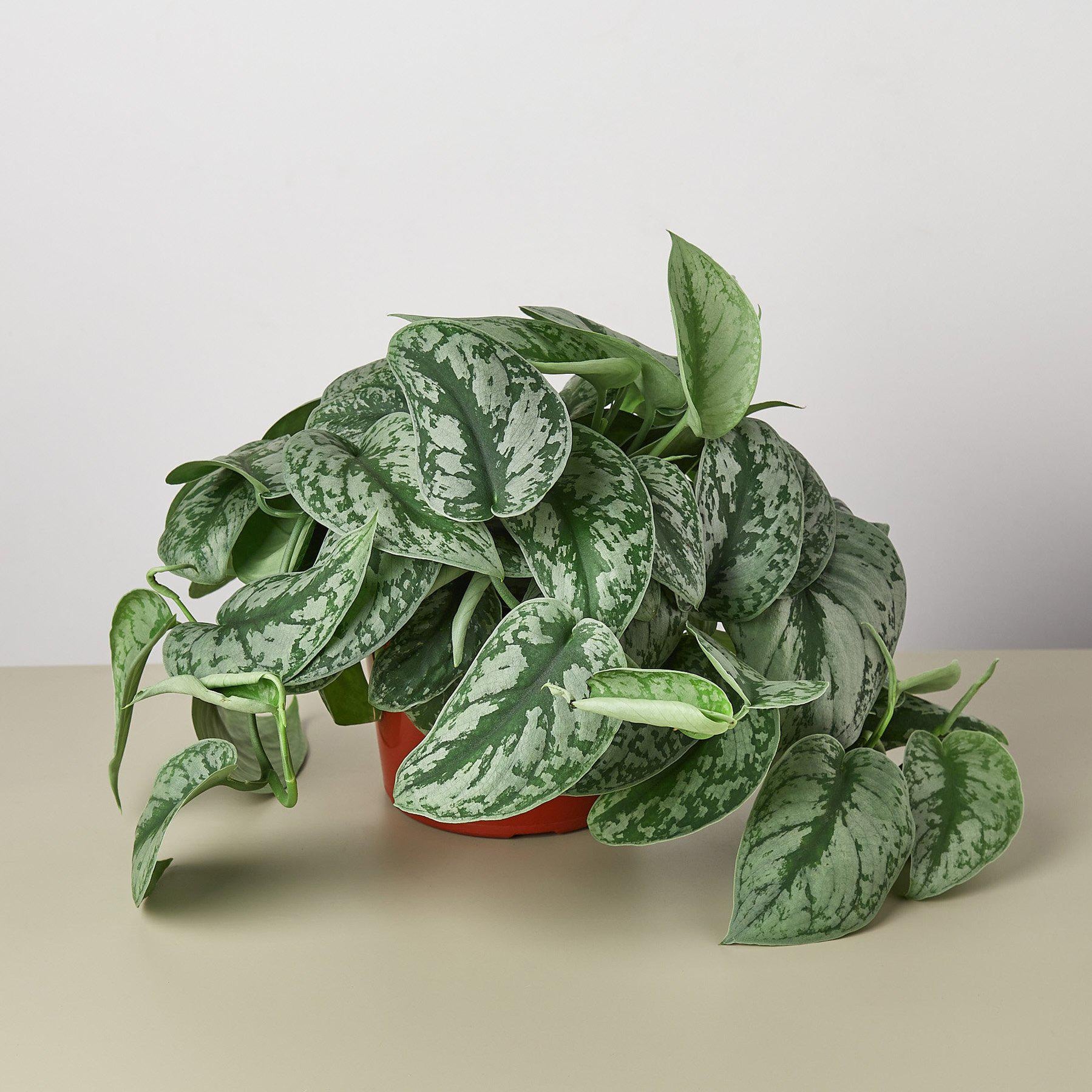Pothos 'Silver Splash' | Indoor Plant | Tropical Plant | Potted Plant ...