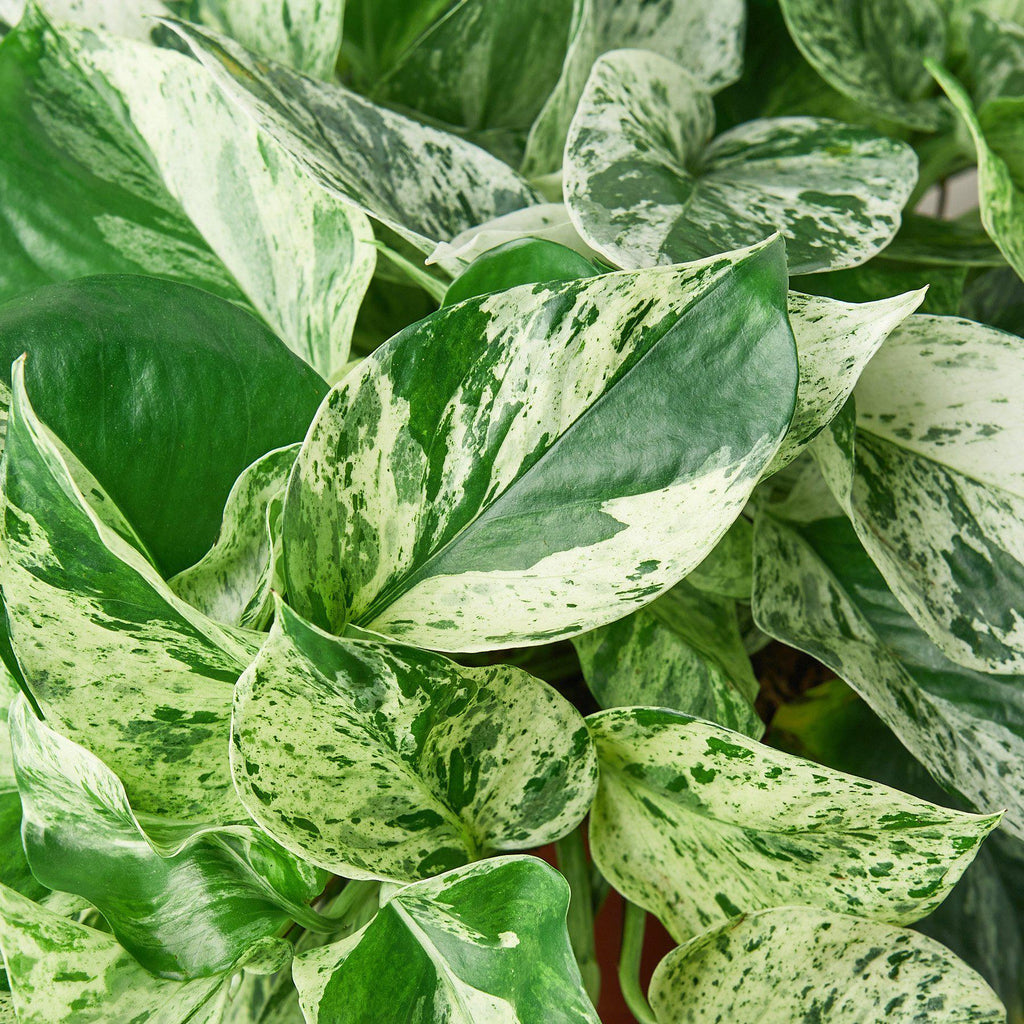 Pothos Plants — House Plant Shop