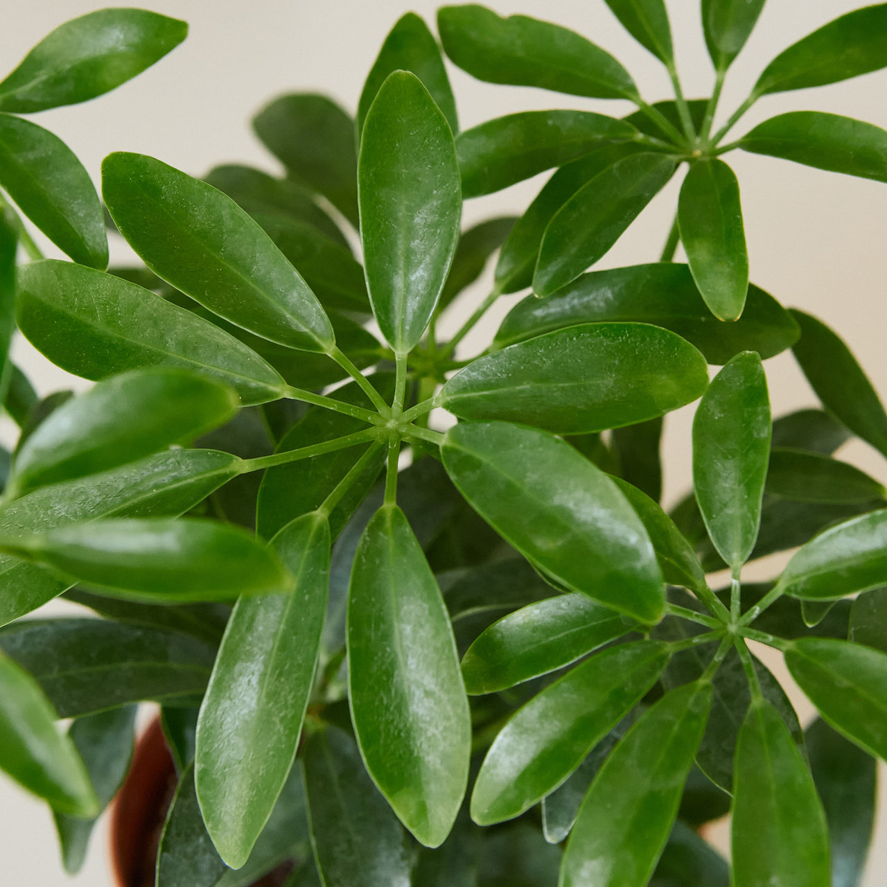 Schefflera Care Guide — House Plant Shop