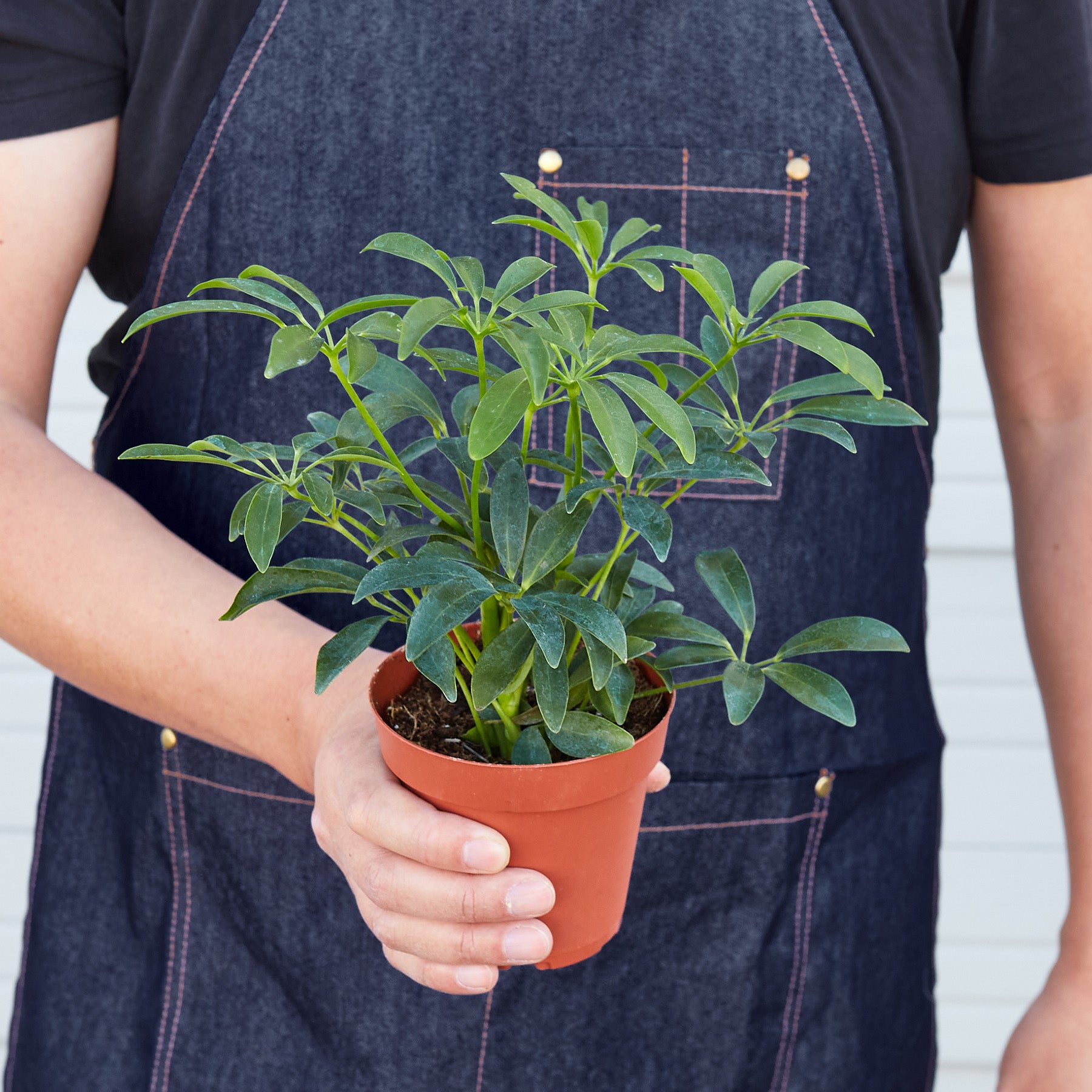 Schefflera Care Guide — House Plant Shop