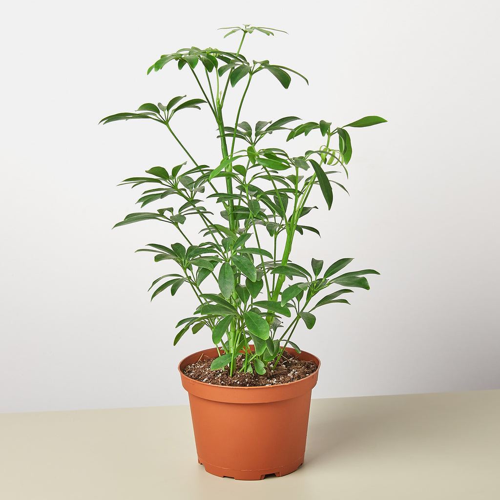 Schefflera Care Guide — House Plant Shop