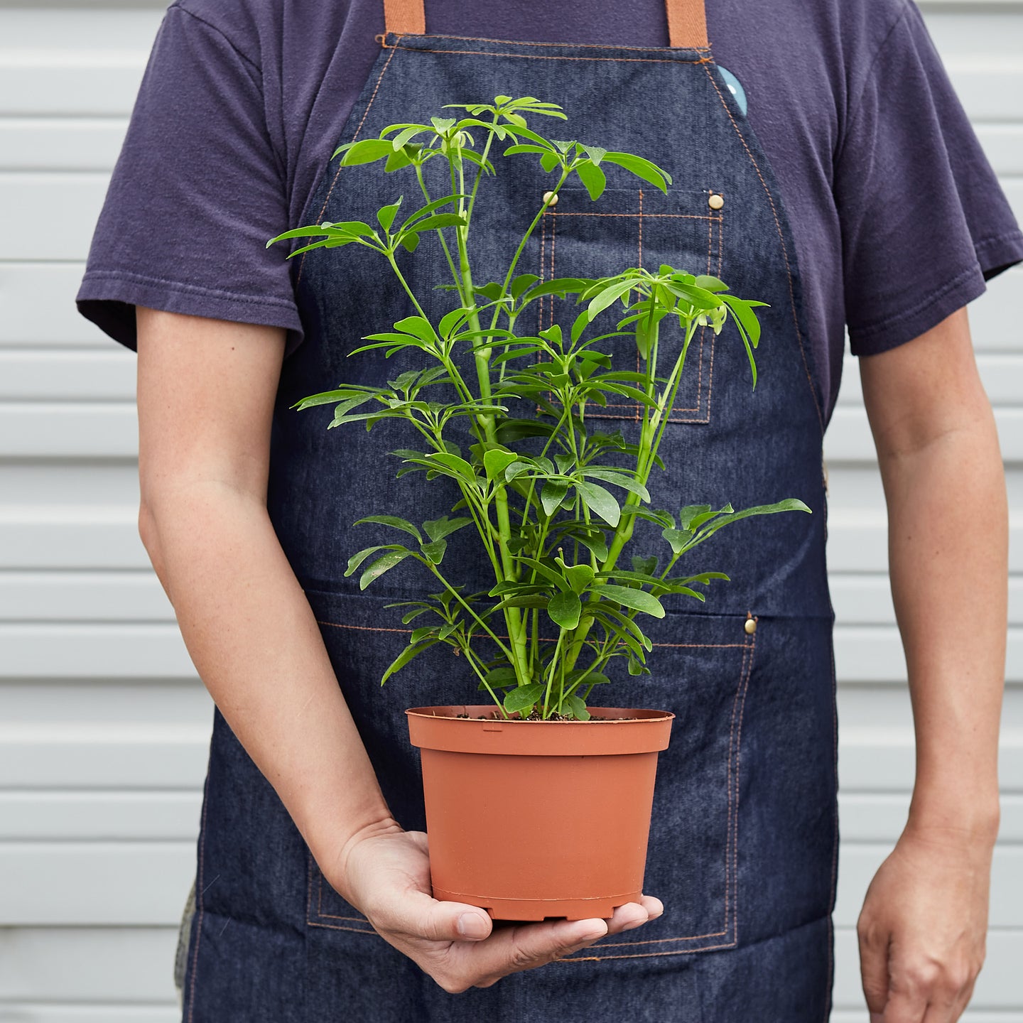 Schefflera Care Guide — House Plant Shop