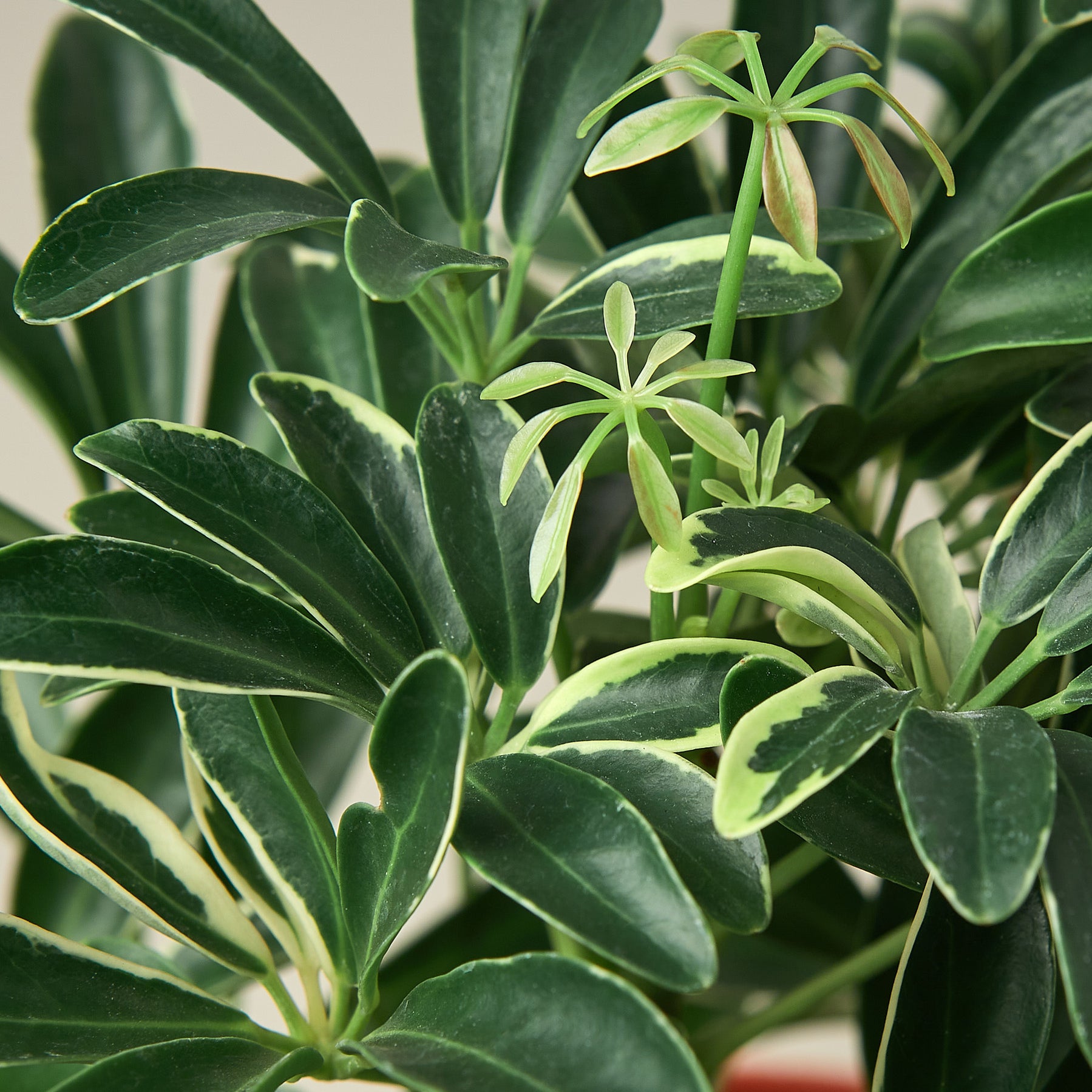 Schefflera 'Moonlight' | Indoor Plant | Tropical Plant | Potted Plant ...
