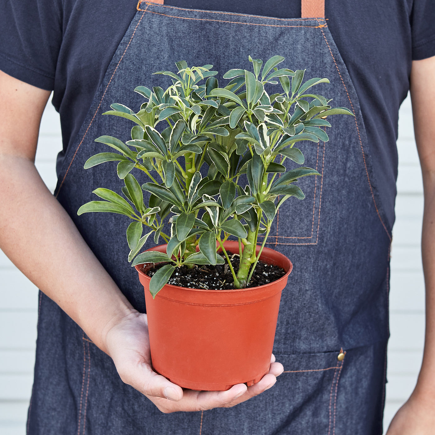Schefflera 'Moonlight' | Indoor Plant | Tropical Plant | Potted Plant ...