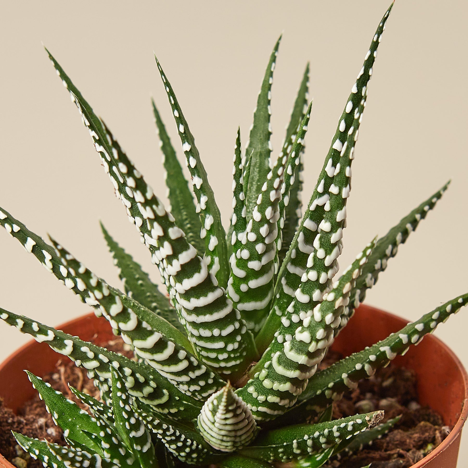 Zebra Succulent | Indoor Plant | Tropical Plant | Potted Plant — House ...