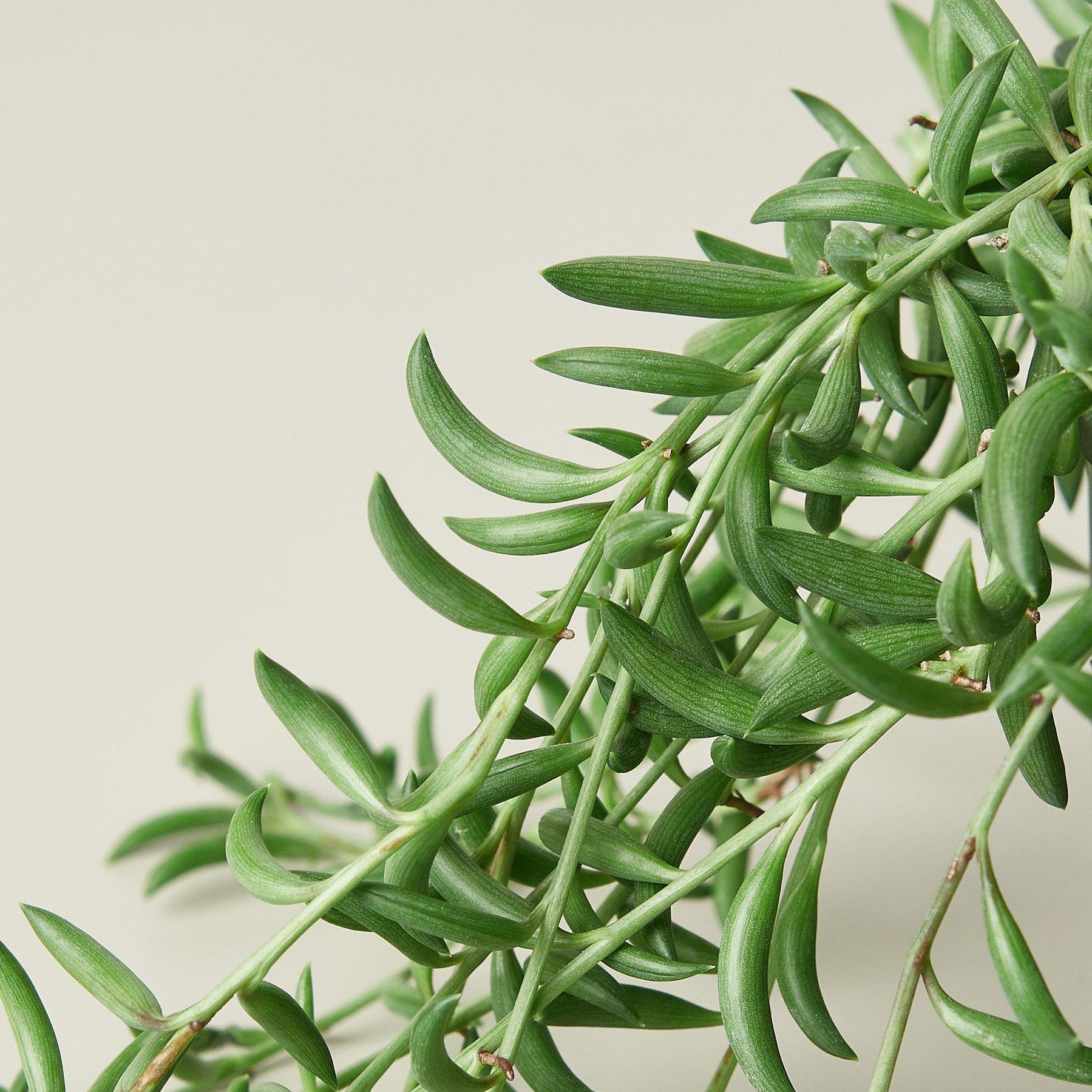 Succulent 'String of Bananas' | Indoor Plant | Tropical Plant | Potted ...