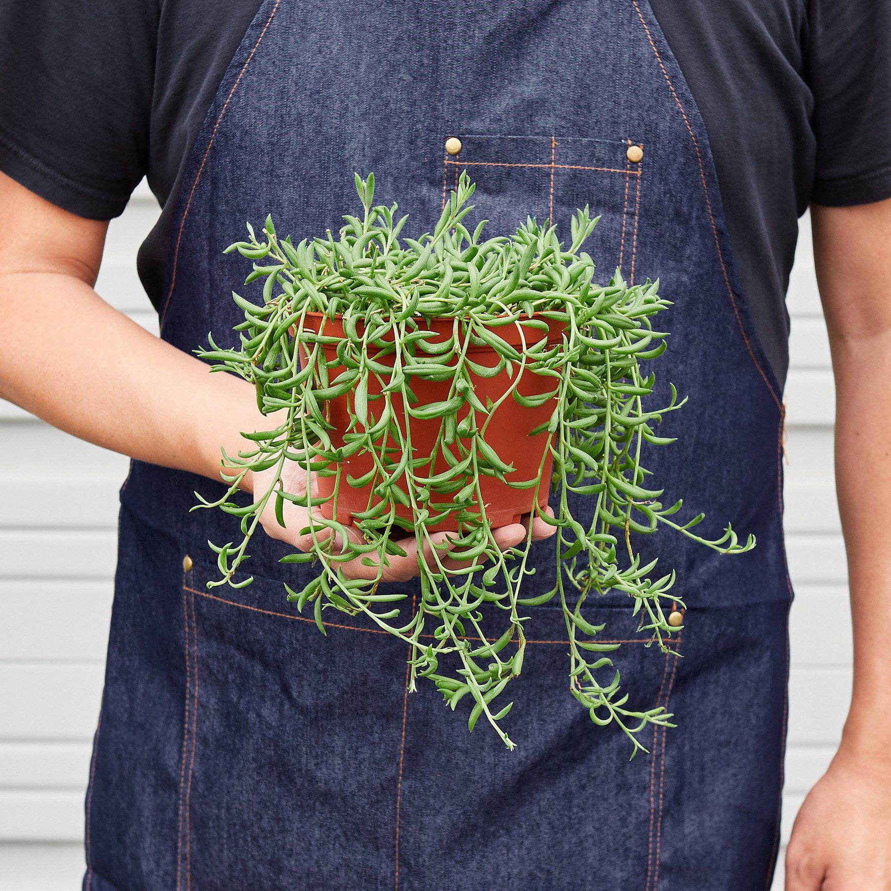 Succulent 'String of Bananas' | Indoor Plant | Tropical Plant | Potted ...