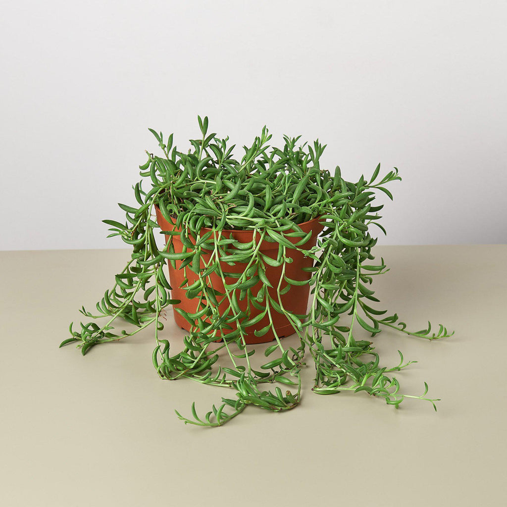 Succulents & Cacti — House Plant Shop