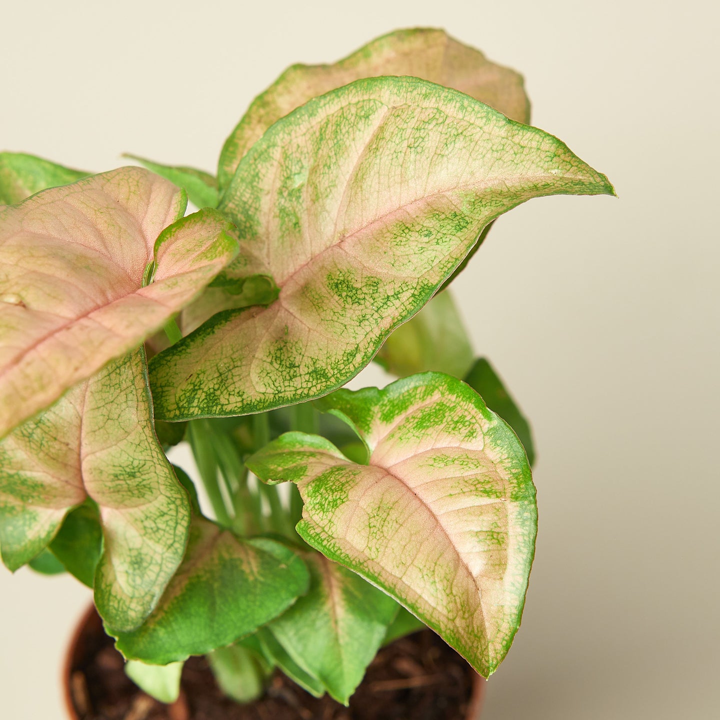 Syngonium Care Guide — House Plant Shop