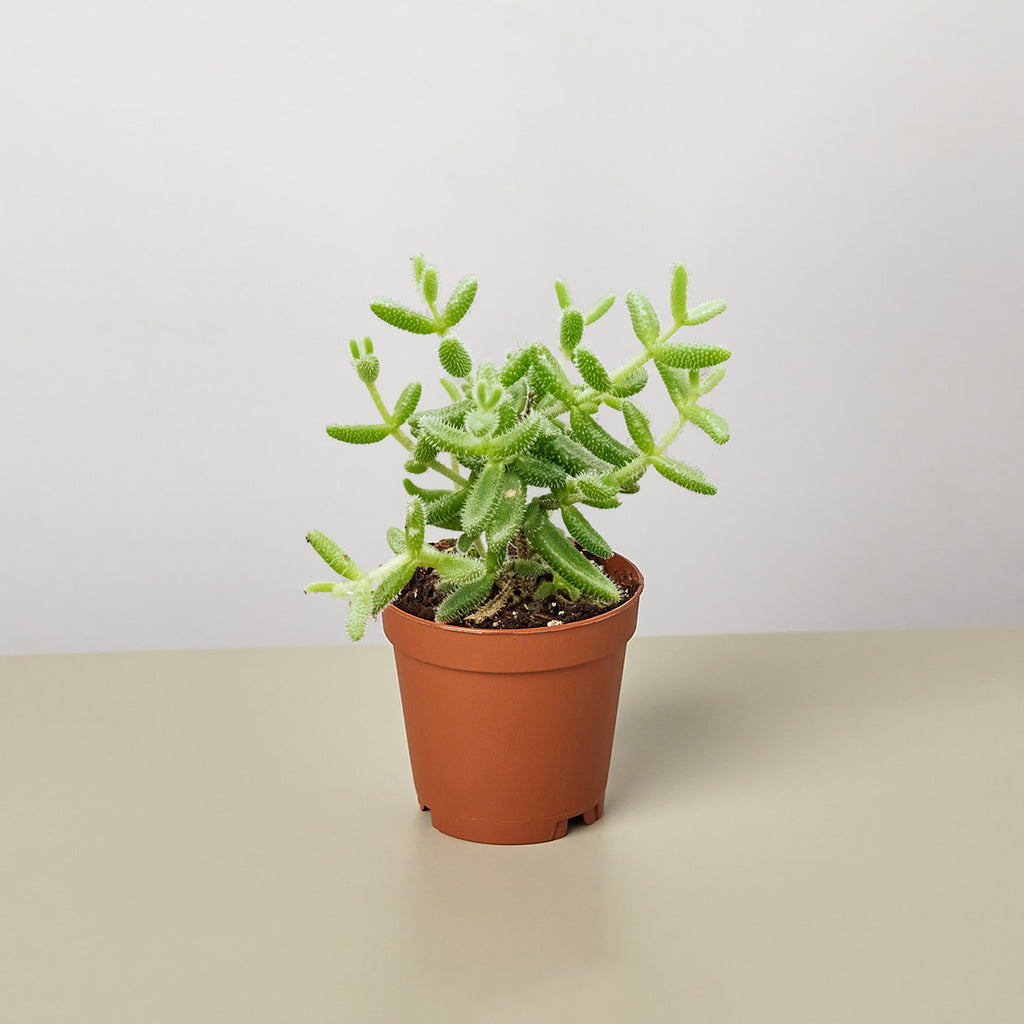 Succulents & Cacti — House Plant Shop