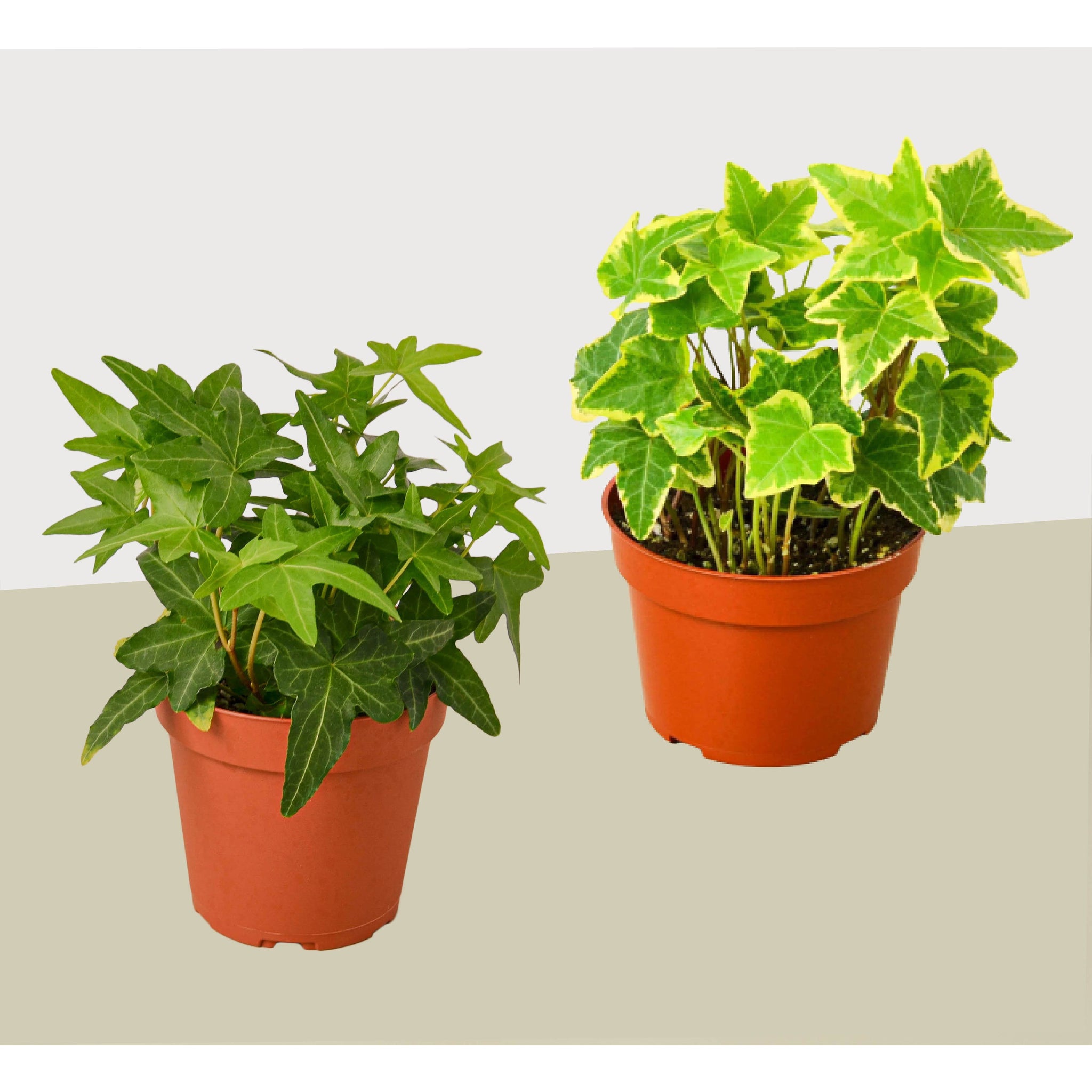 Products — House Plant Shop