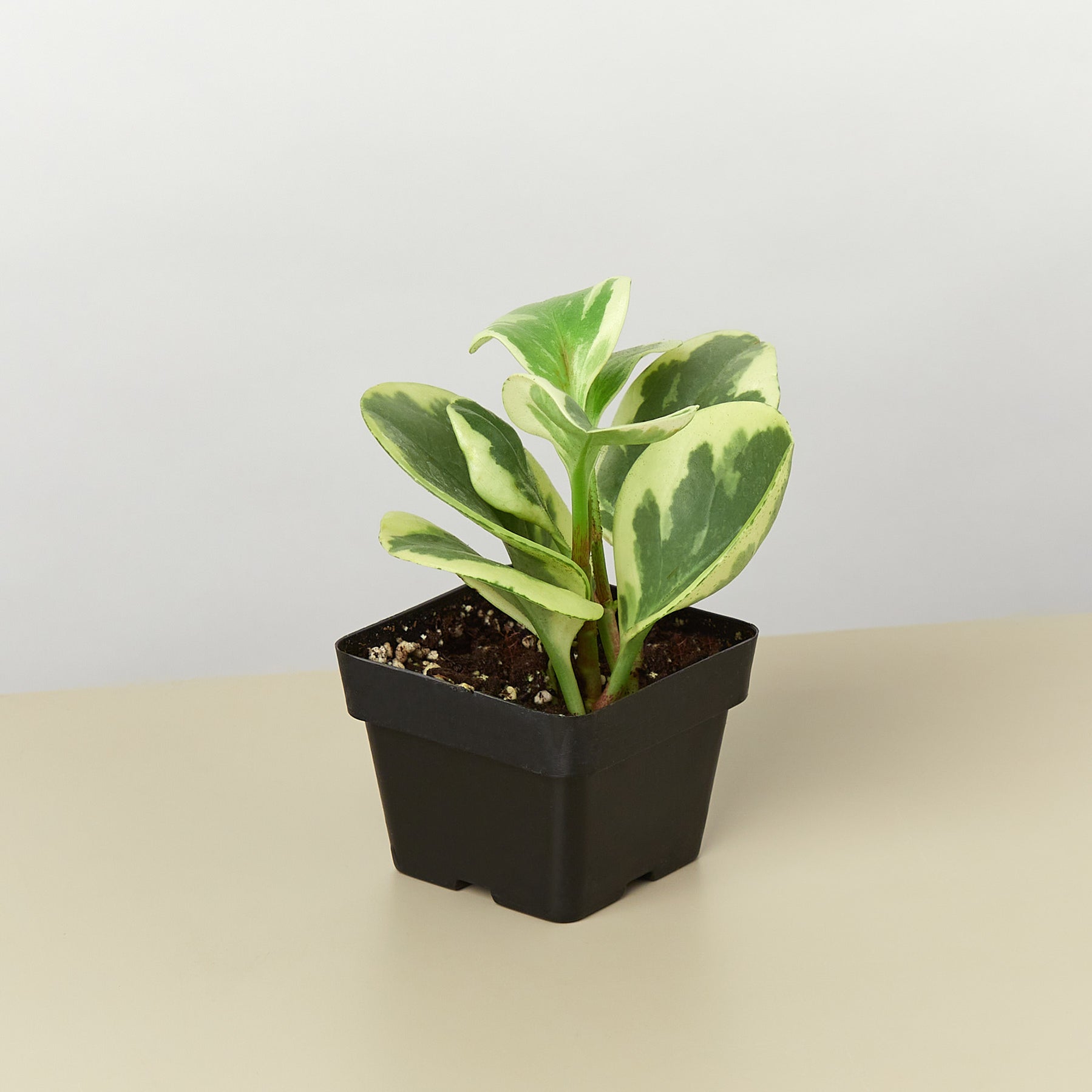Peperomia 'Marble' | Indoor Plant | Tropical Plant | Potted Plant ...
