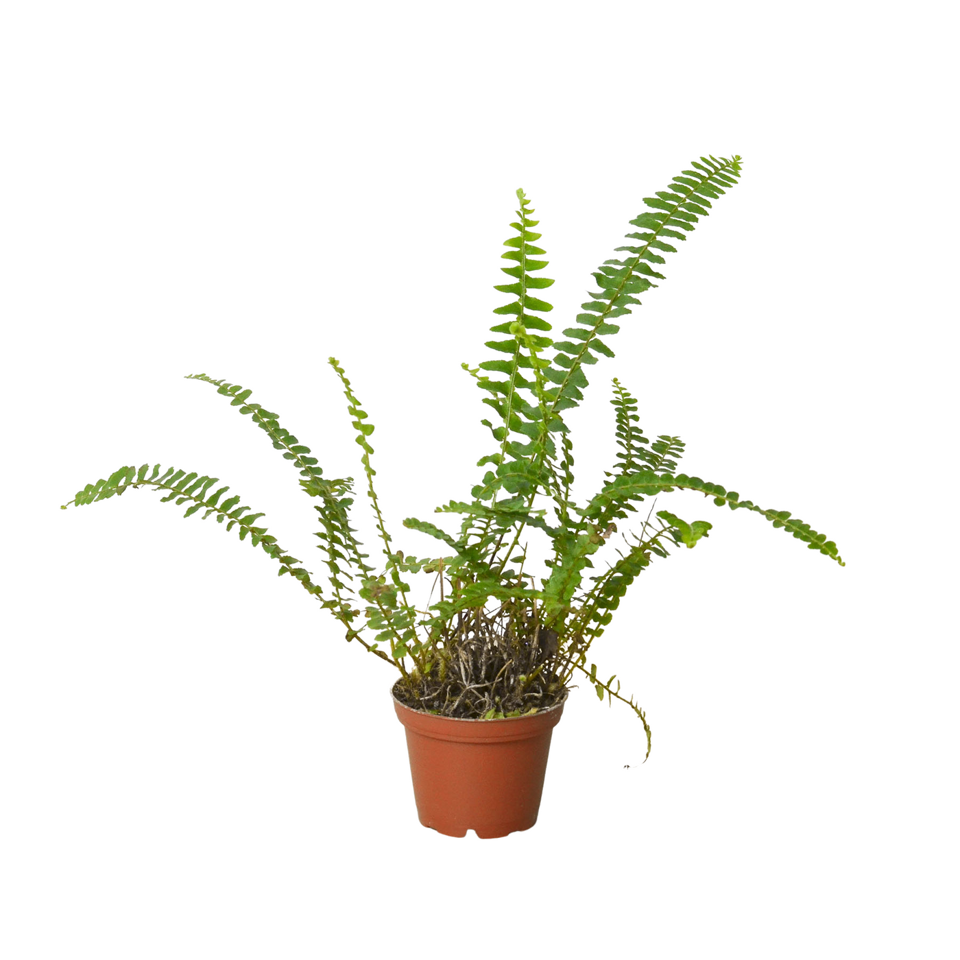 Jester's Crown Fern | Indoor Plant | Tropical Plant | Potted Plant ...